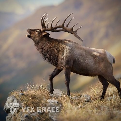 Male Elk Animated VFX Grace 3D model animated rigged | CGTrader