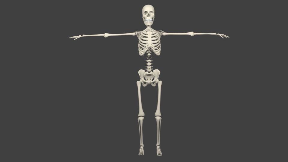 Skeleton With Rig 3D model rigged | CGTrader