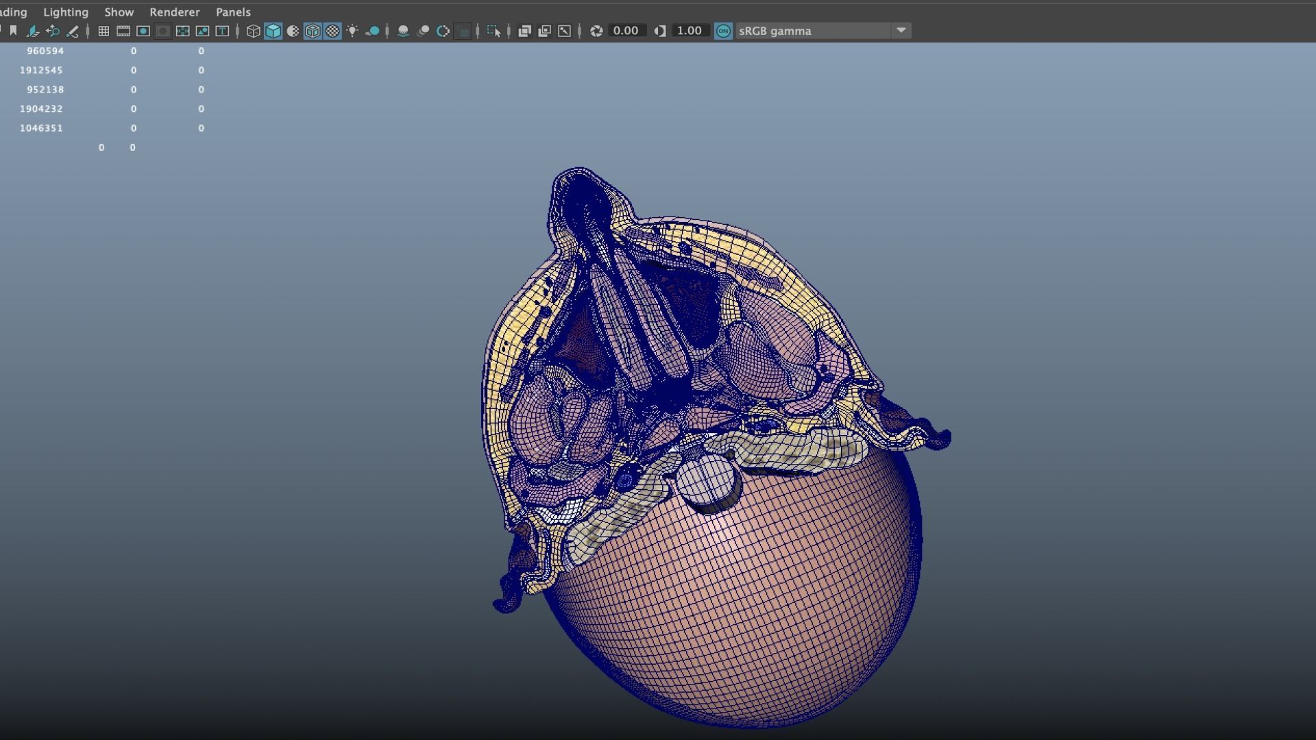 Nose and Maxillary Sinus Transverse Section 3D model | CGTrader