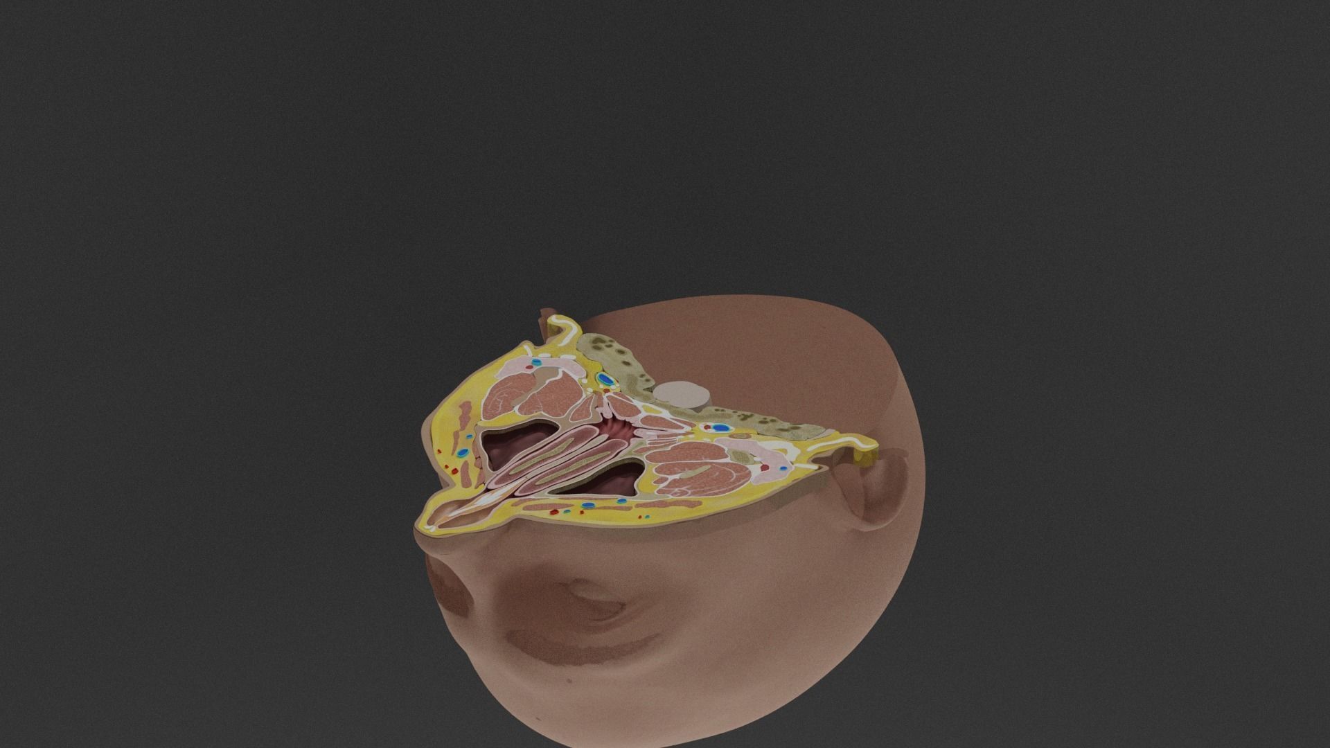 Nose and Maxillary Sinus Transverse Section 3D model | CGTrader