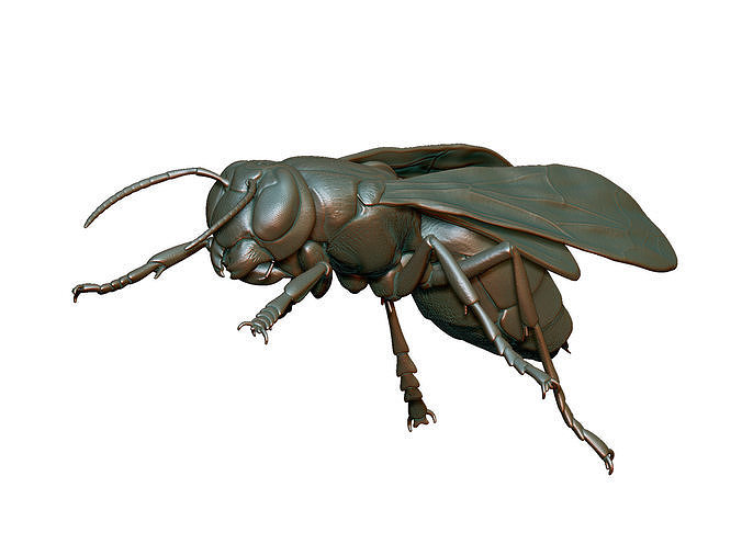 hornet 3D model 3D printable | CGTrader