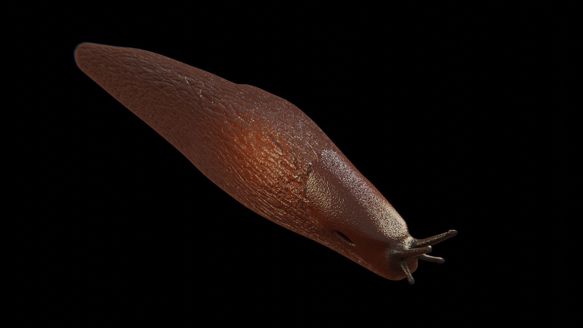Slug Brown 3D model | CGTrader