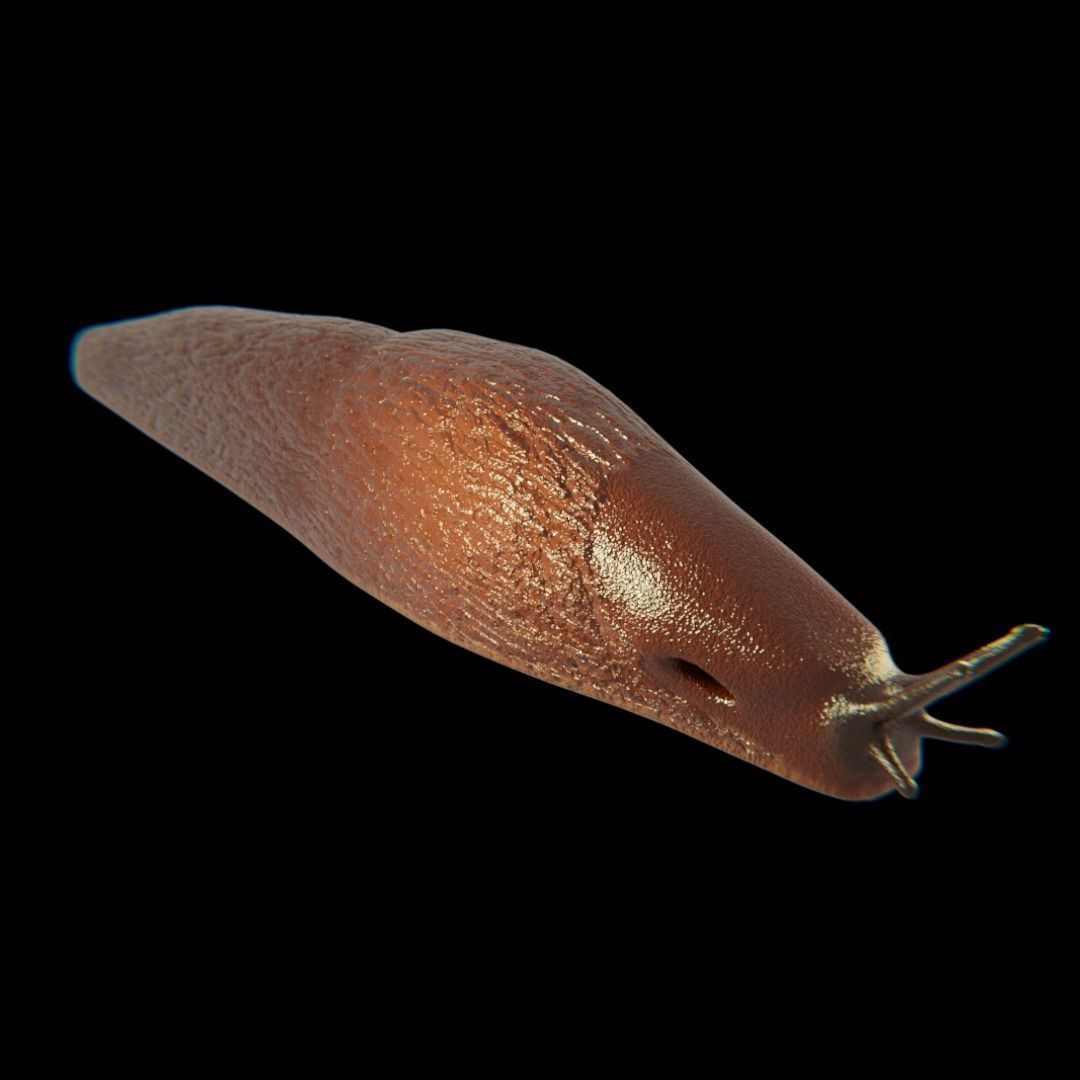 Slug Brown 3D model | CGTrader