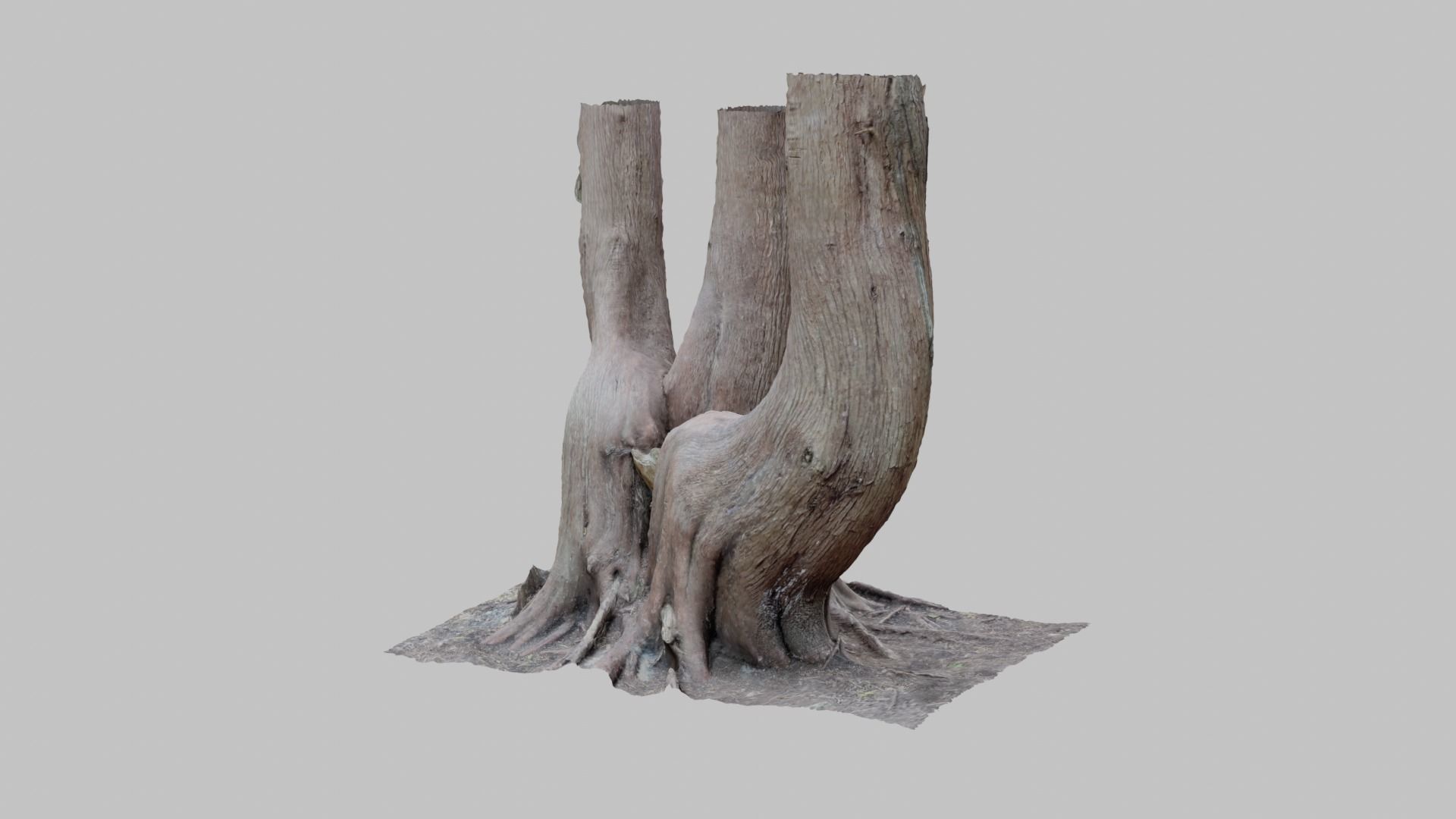 Large Cedar Tree - Photoscan 3D Model - Varying LOD free 3D model ...