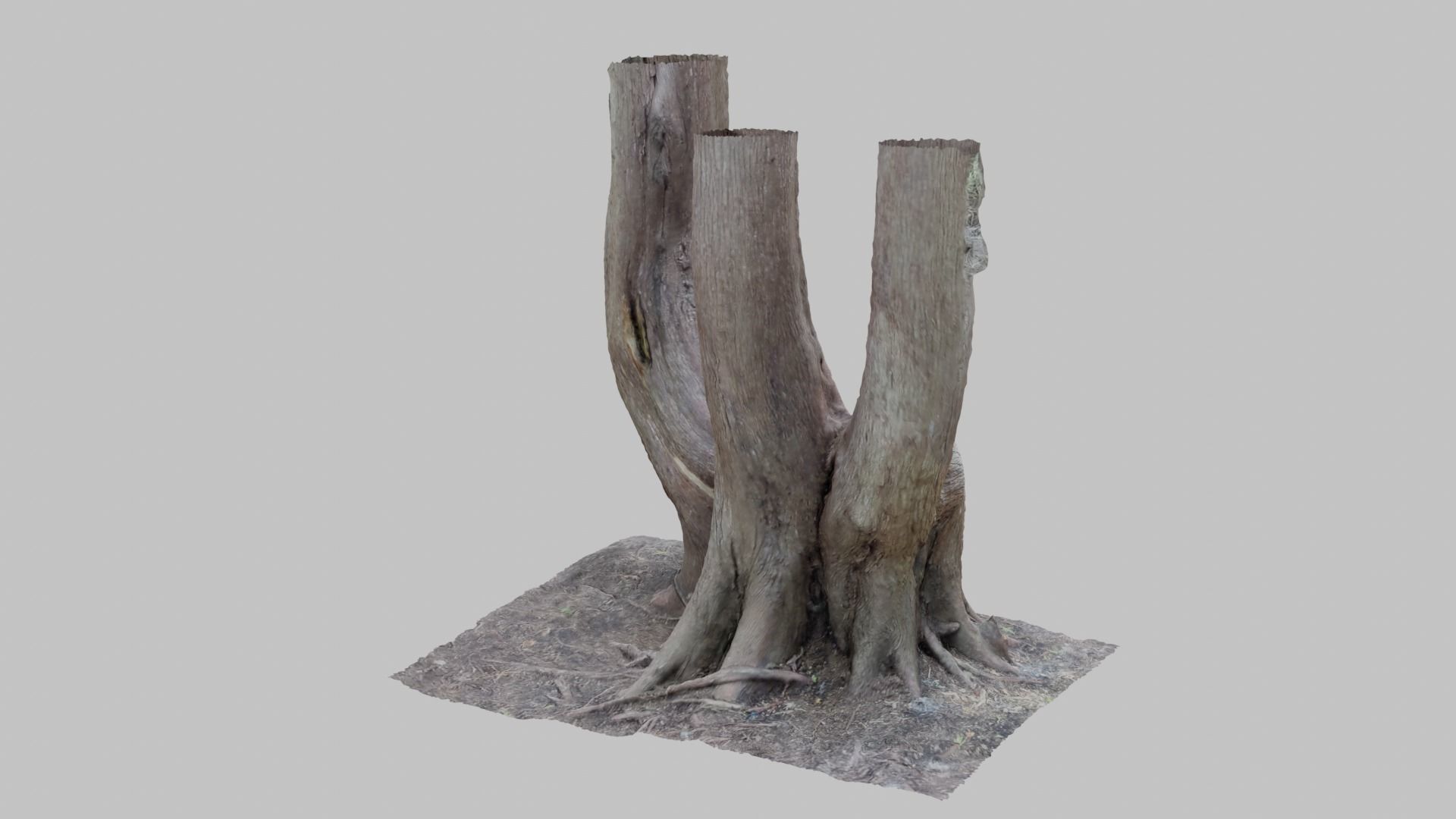 Large Cedar Tree - Photoscan 3D Model - Varying LOD free 3D model ...