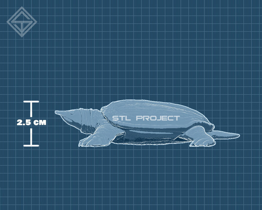 Soft Shelled Turtle free 3D model 3D printable | CGTrader