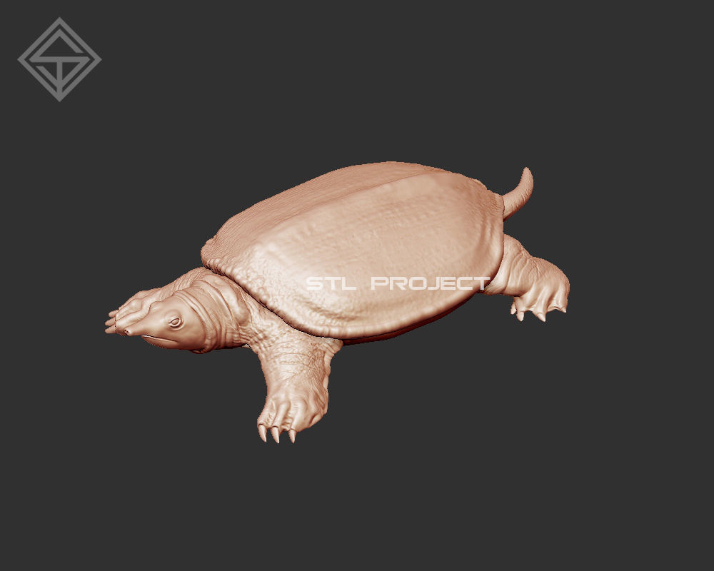 Soft Shelled Turtle free 3D model 3D printable | CGTrader