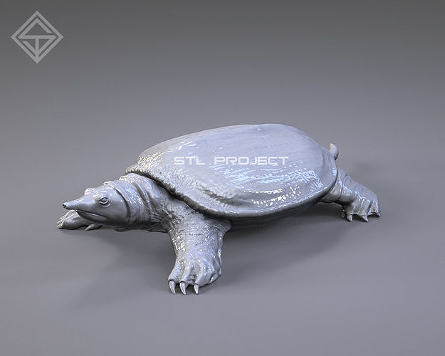 Soft Shelled Turtle free 3D model 3D printable | CGTrader