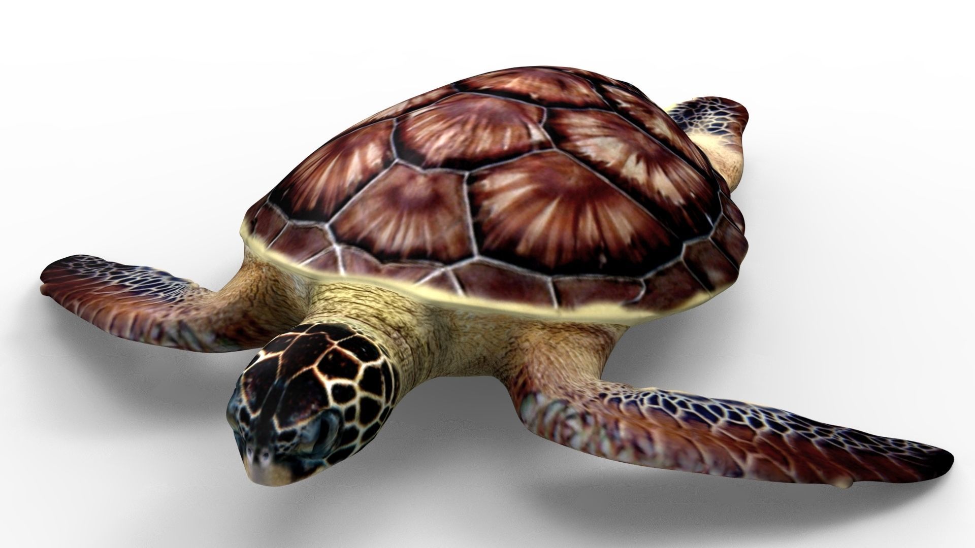 Sea Turtle 3D model | CGTrader