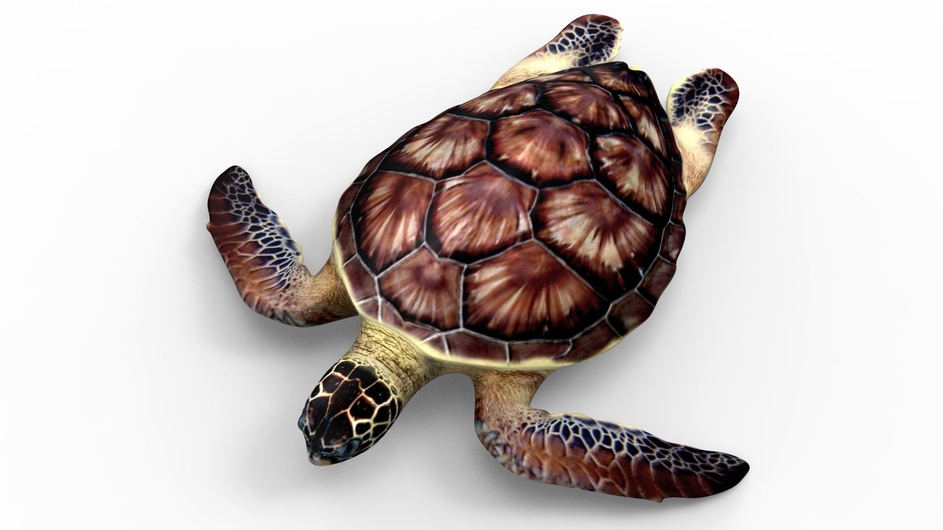 Sea Turtle 3D model | CGTrader