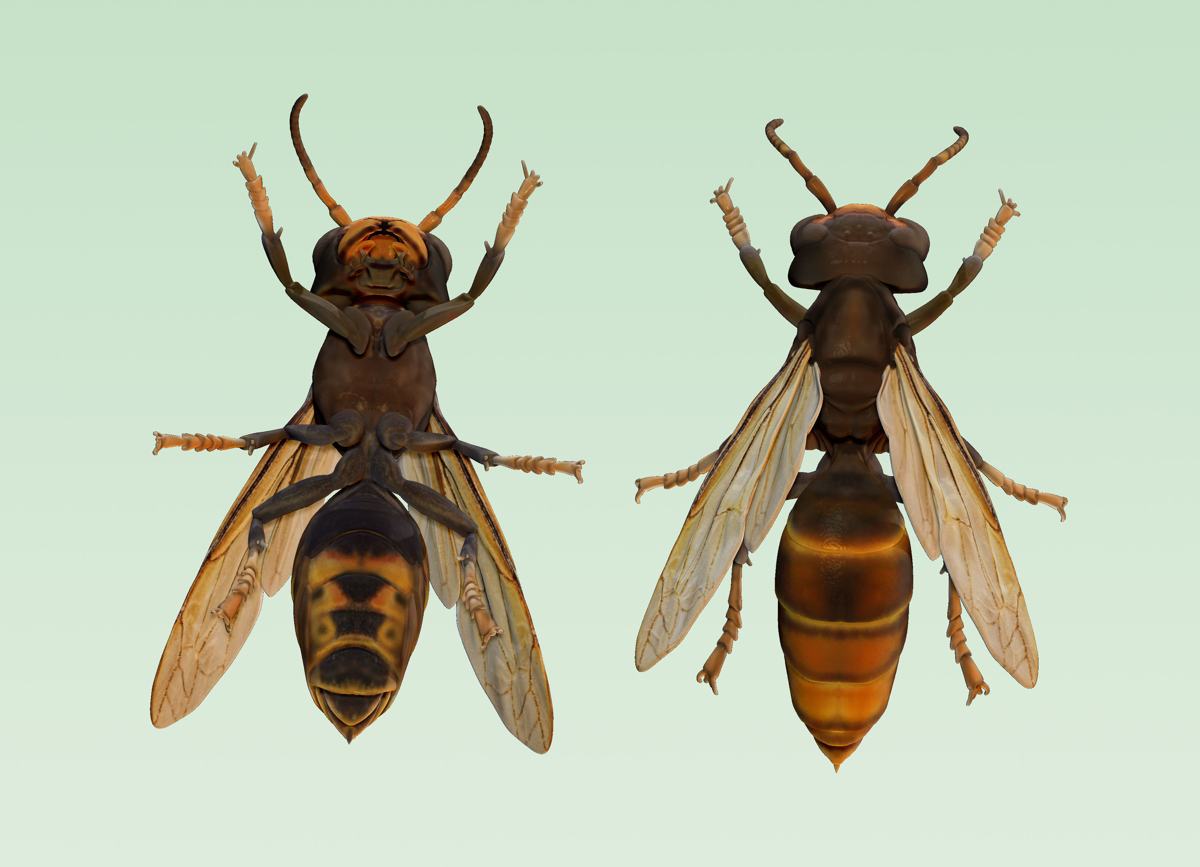 Hornet Asian 3D model 3D printable | CGTrader