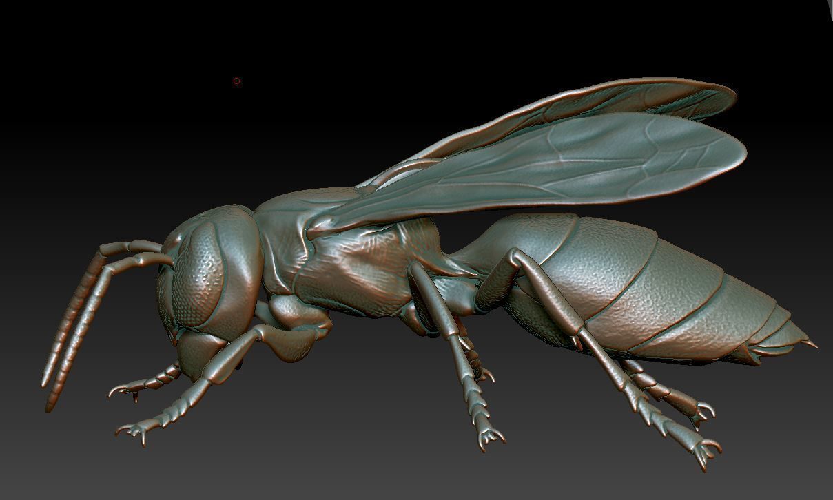 Hornet Asian 3D model 3D printable | CGTrader