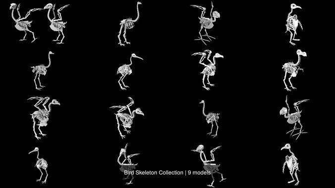 Bird Skeleton Collection | CGTrader