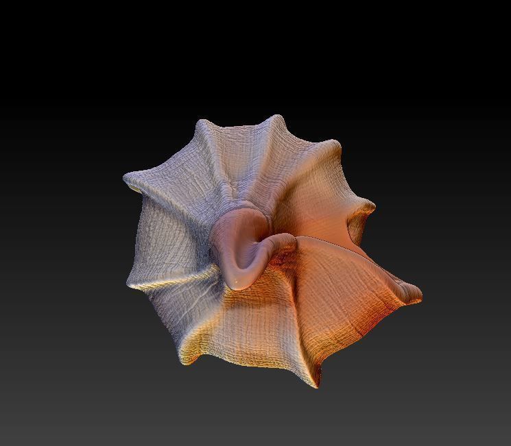Seashell 3D model 3D printable | CGTrader