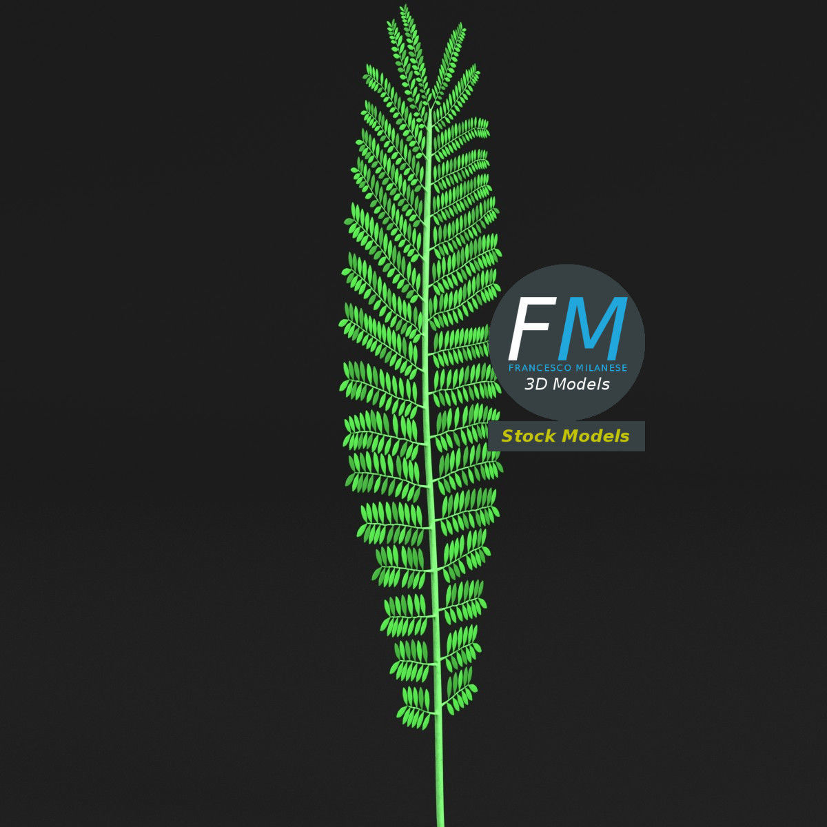Even pinnately double compound leaf 3D model | CGTrader