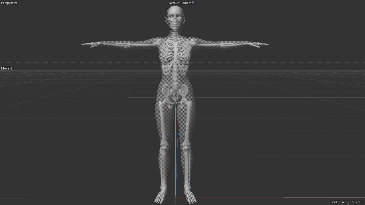 woman skeleton free 3D model | CGTrader