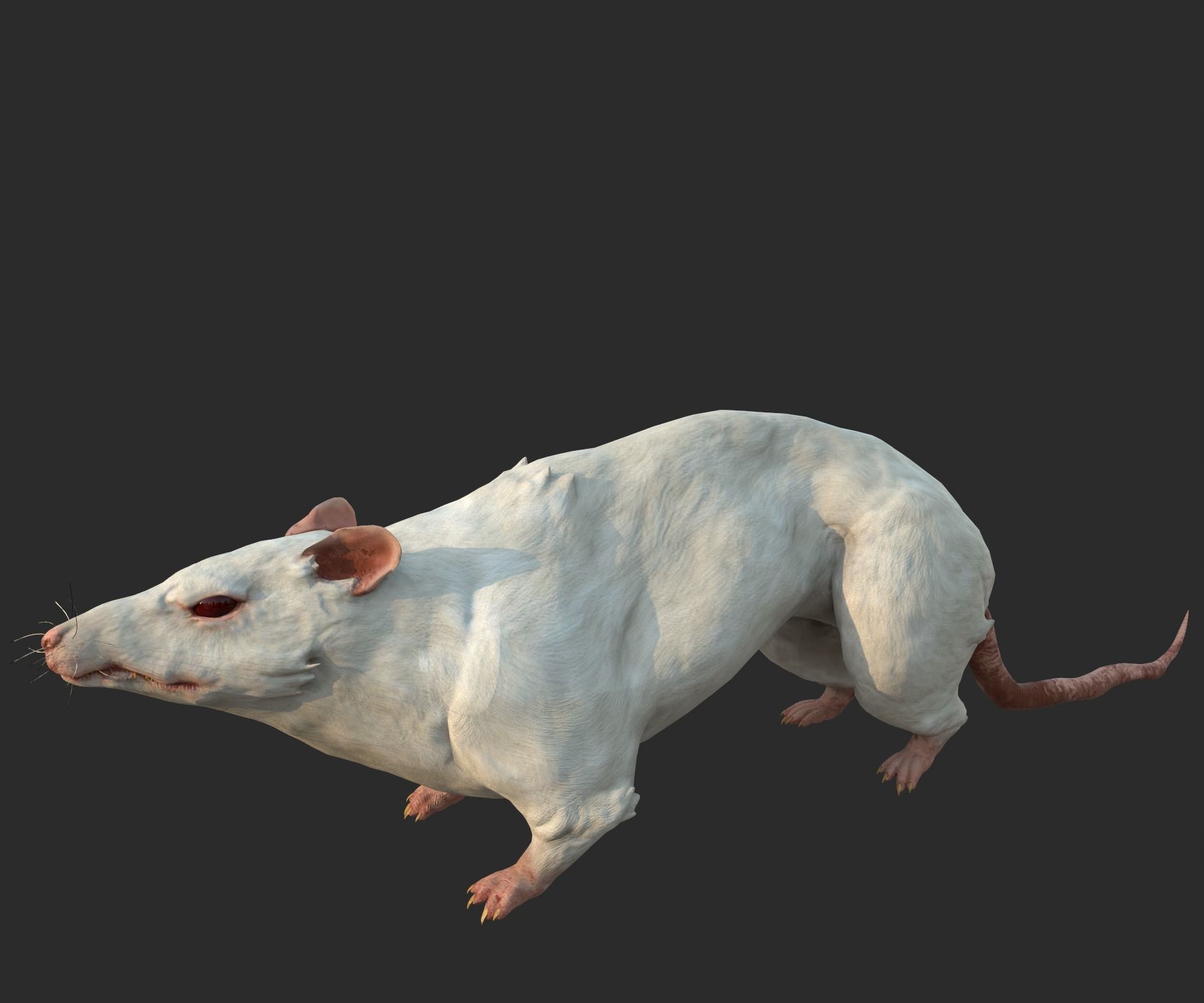 rat01 rat free VR / AR / low-poly 3D model | CGTrader