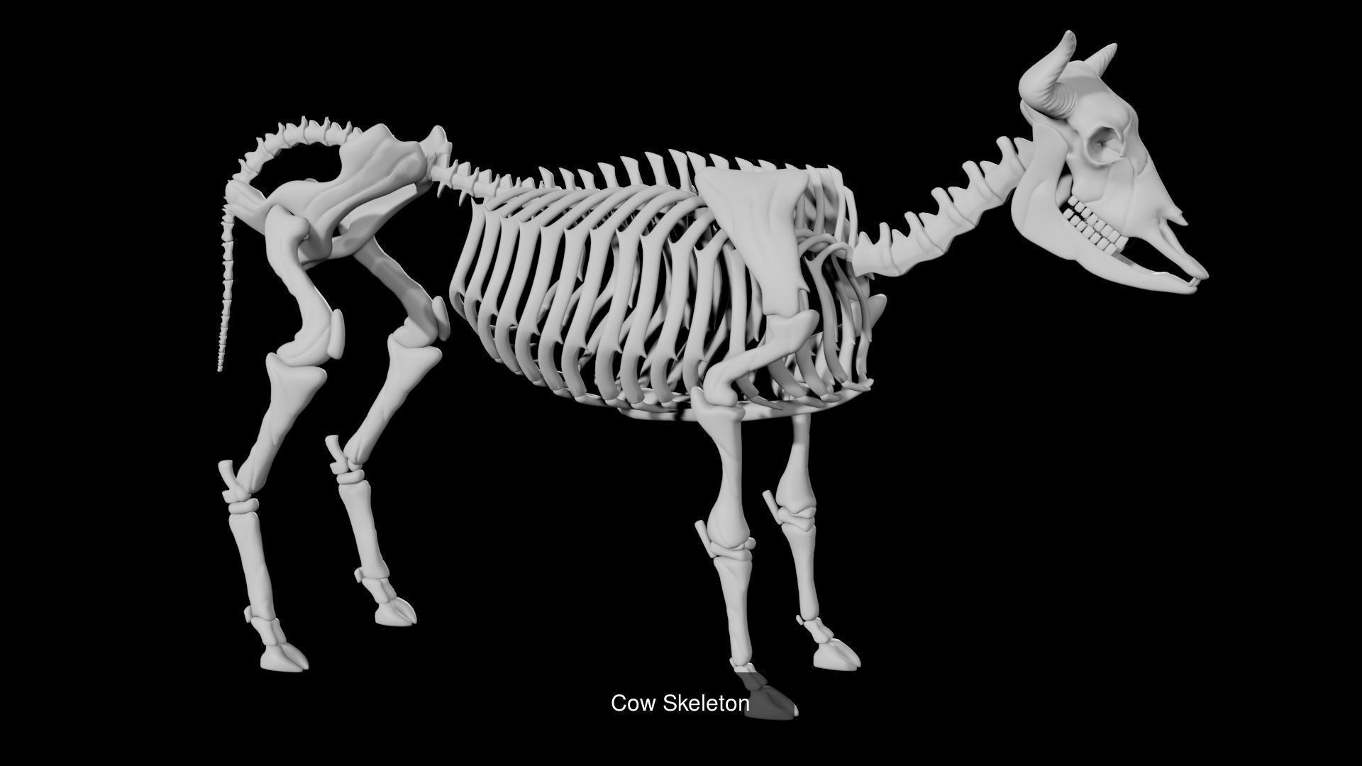 3D Model Collection Home Animal Skeletons VR / AR / low-poly | CGTrader