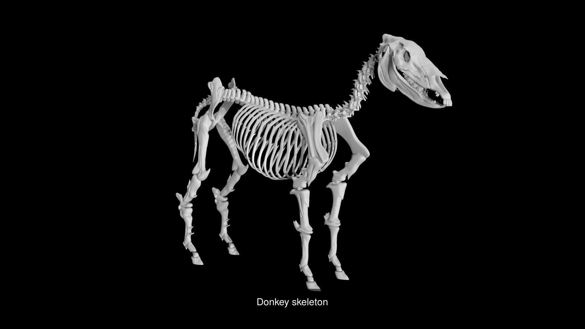 3D Model Collection Home Animal Skeletons VR / AR / low-poly | CGTrader