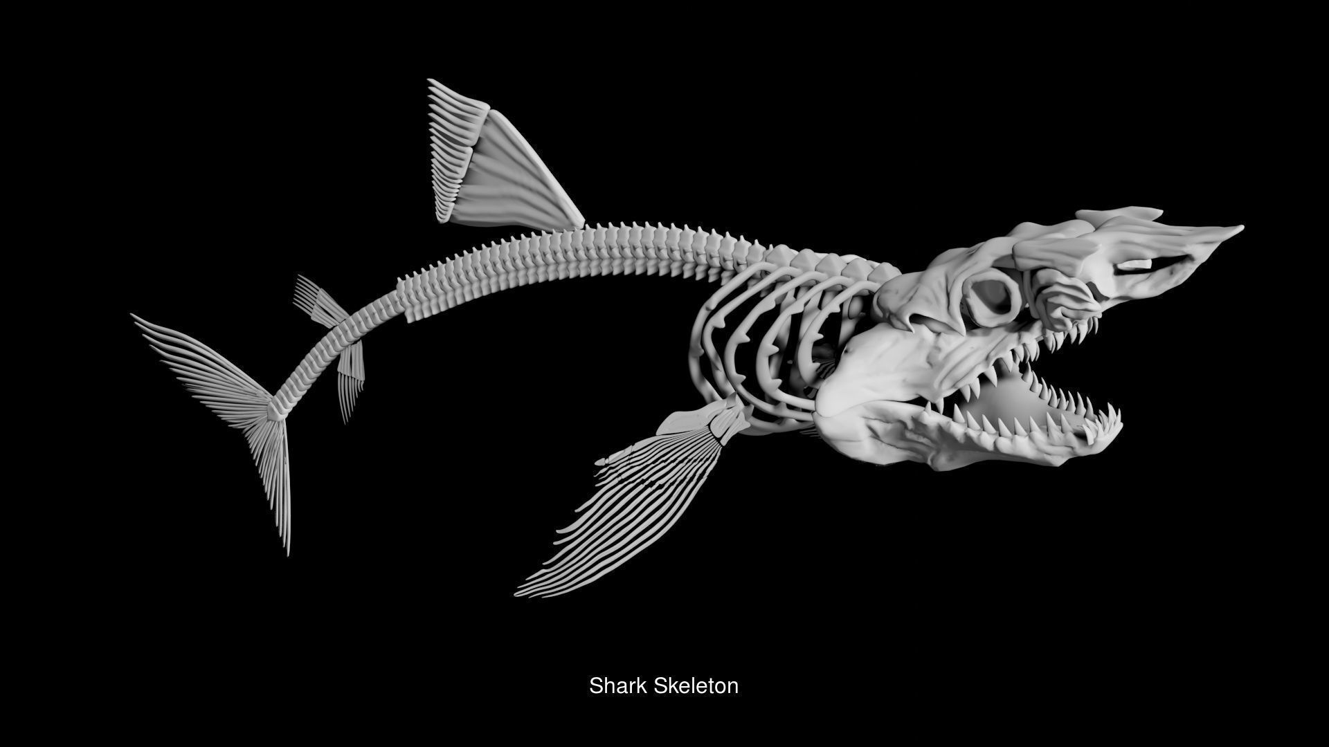 Water Animal Skeletons 3D Model Collection | CGTrader