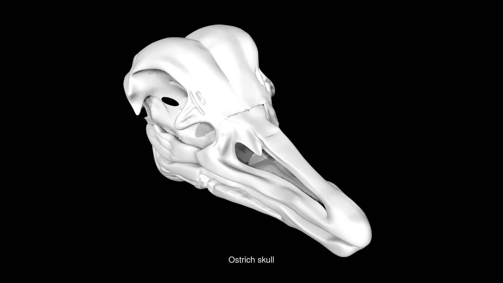 3D Model Collection Birds Skulls VR / AR / low-poly | CGTrader