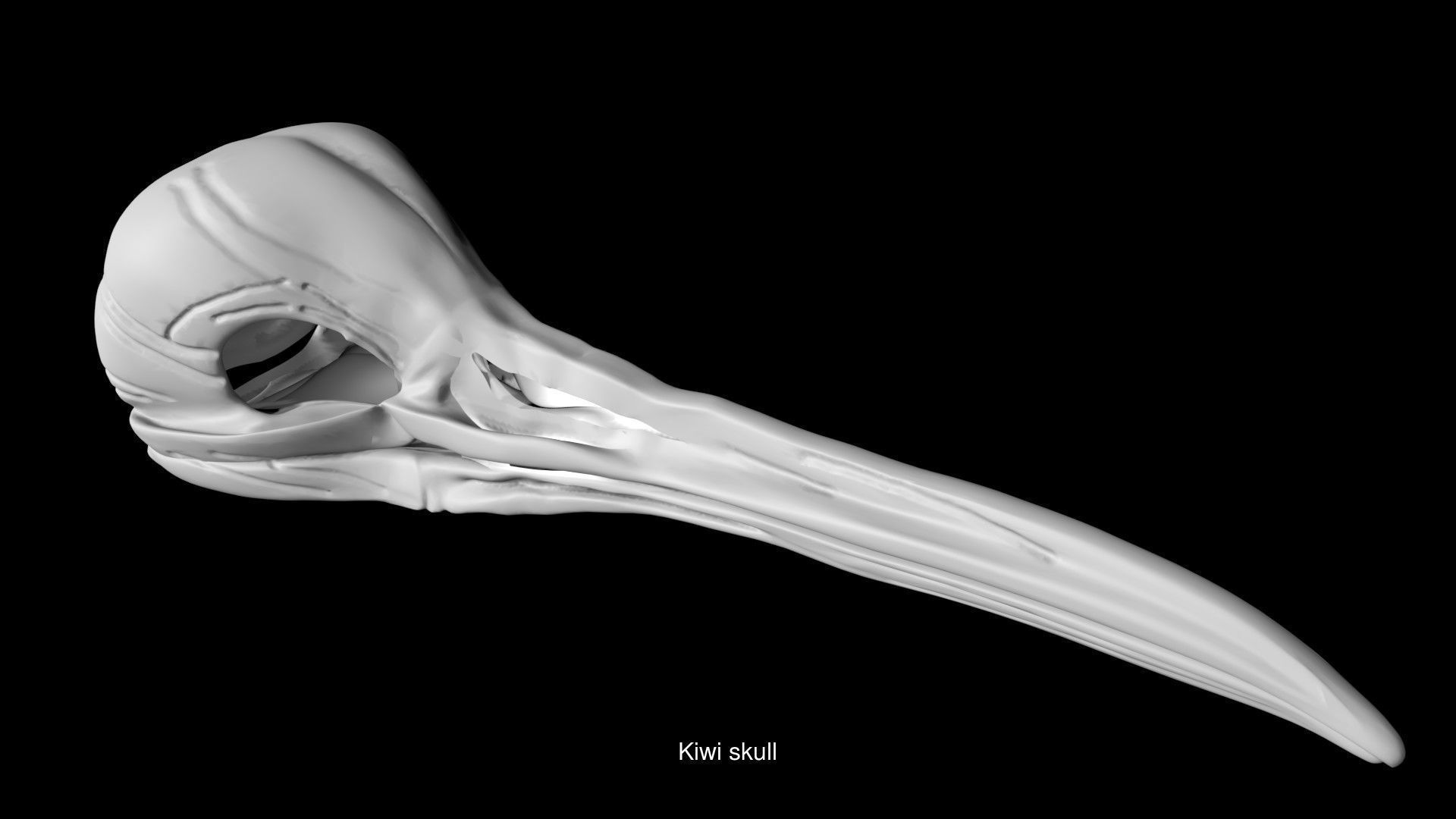 3D Model Collection Birds Skulls VR / AR / low-poly | CGTrader