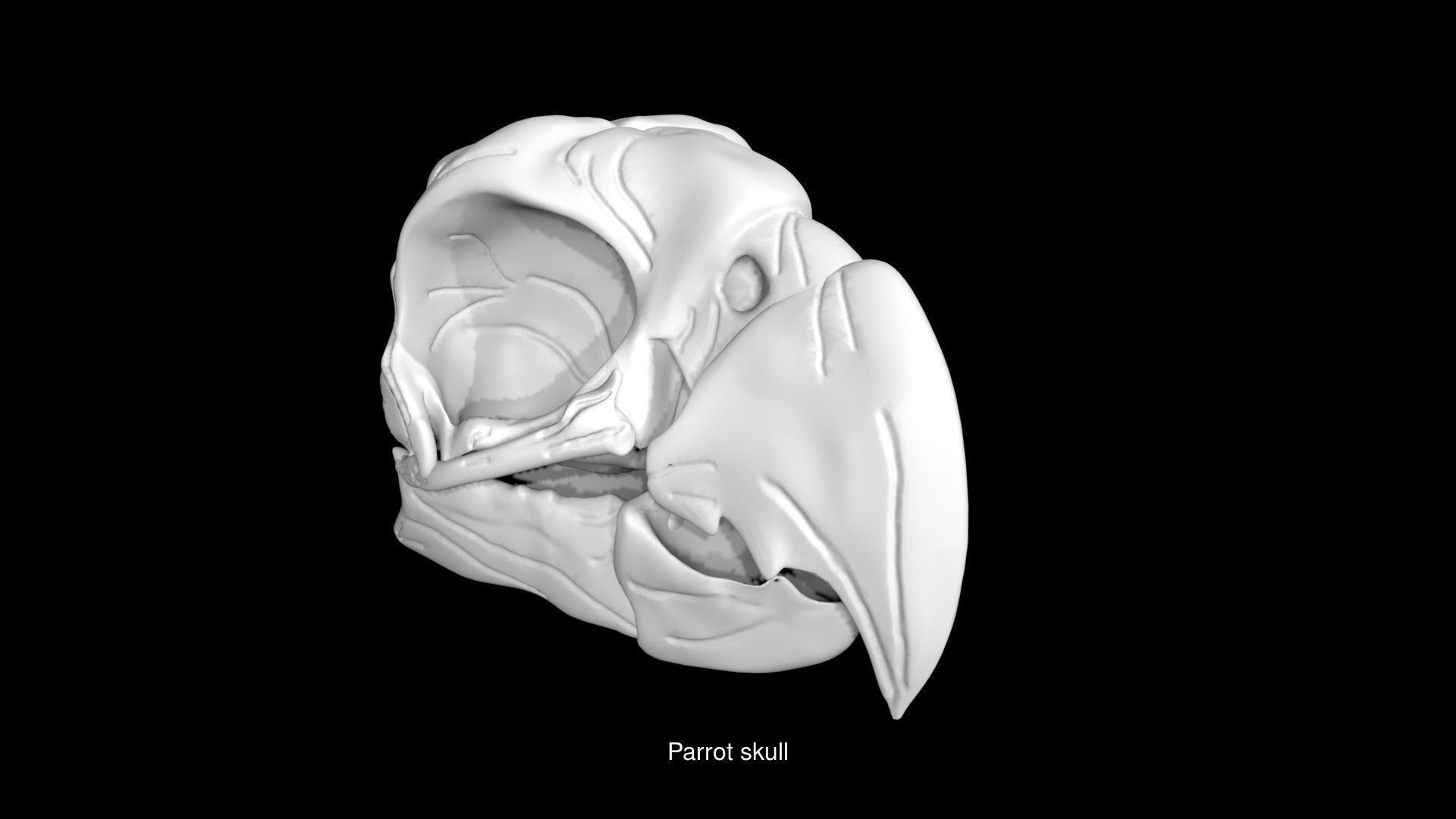 3D Model Collection Birds Skulls VR / AR / low-poly | CGTrader