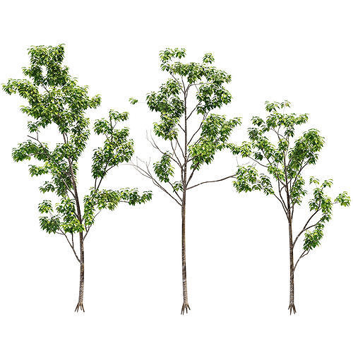 Small Tree 3D model | CGTrader