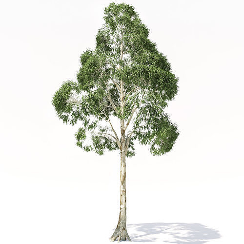Eucalyptus 3D model | CGTrader
