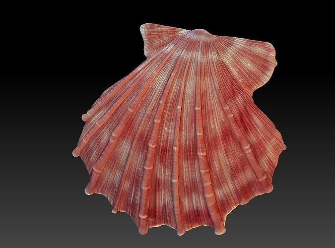Seashell Scallops 3D model 3D printable | CGTrader