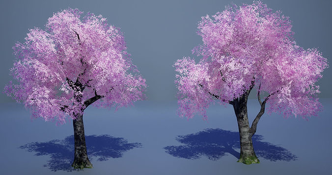 3D model Cherry Blossoms Low-Poly 3D Model VR / AR / low-poly | CGTrader