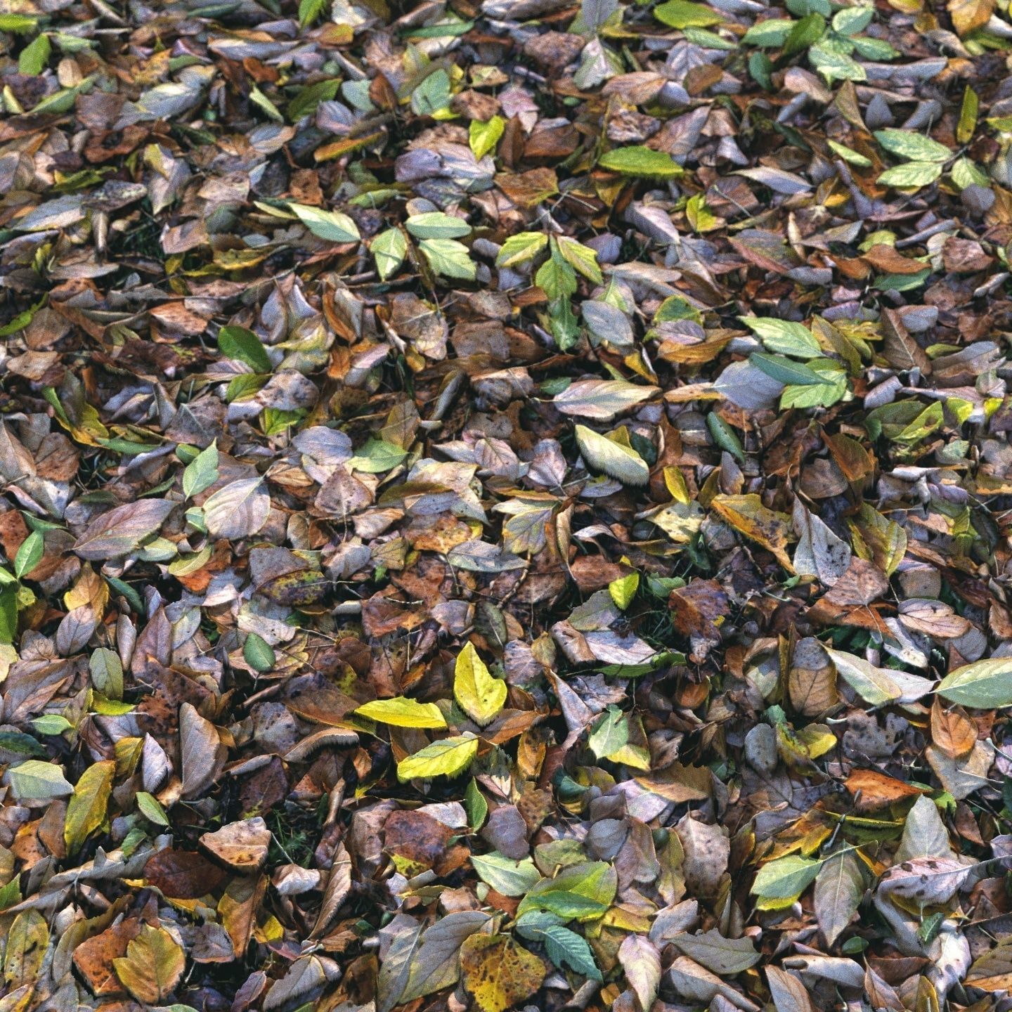 Autumn foliage material 04 3D model | CGTrader