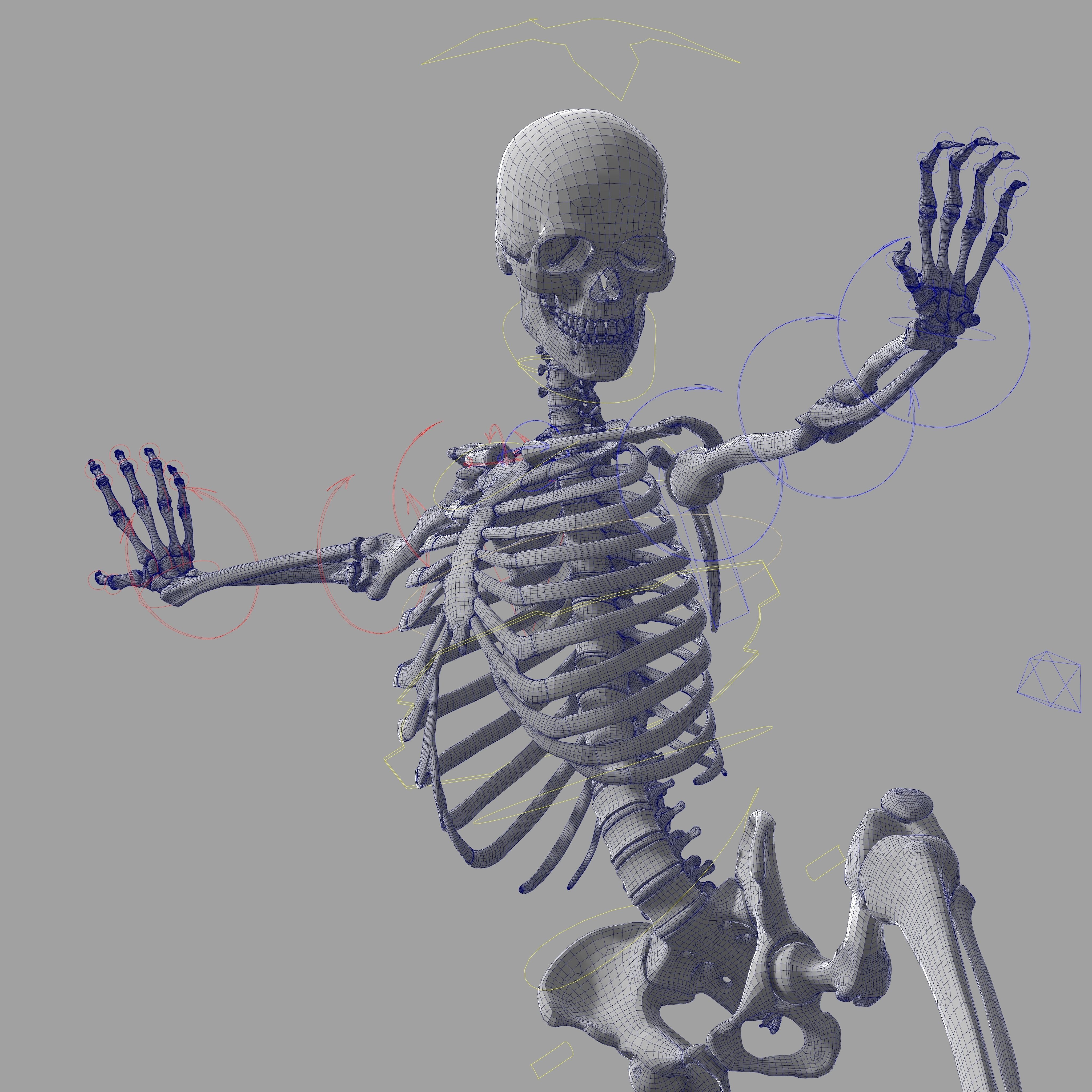 Rigged Skeleton - Skeletal System - Skeleton Rig 3D model rigged | CGTrader