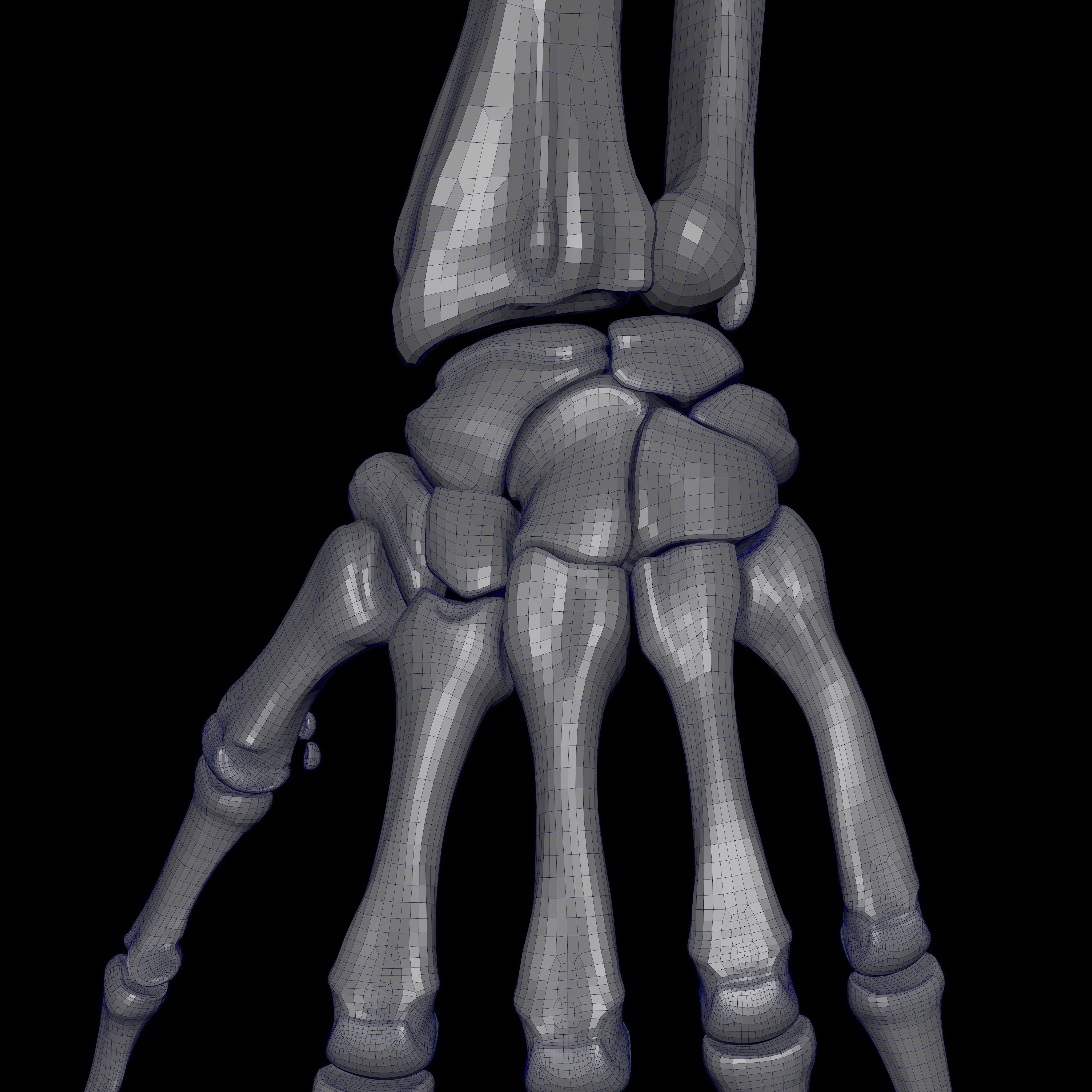 3D model Rigged Skeleton - Skeletal System - Skeleton Rig VR / AR / low ...