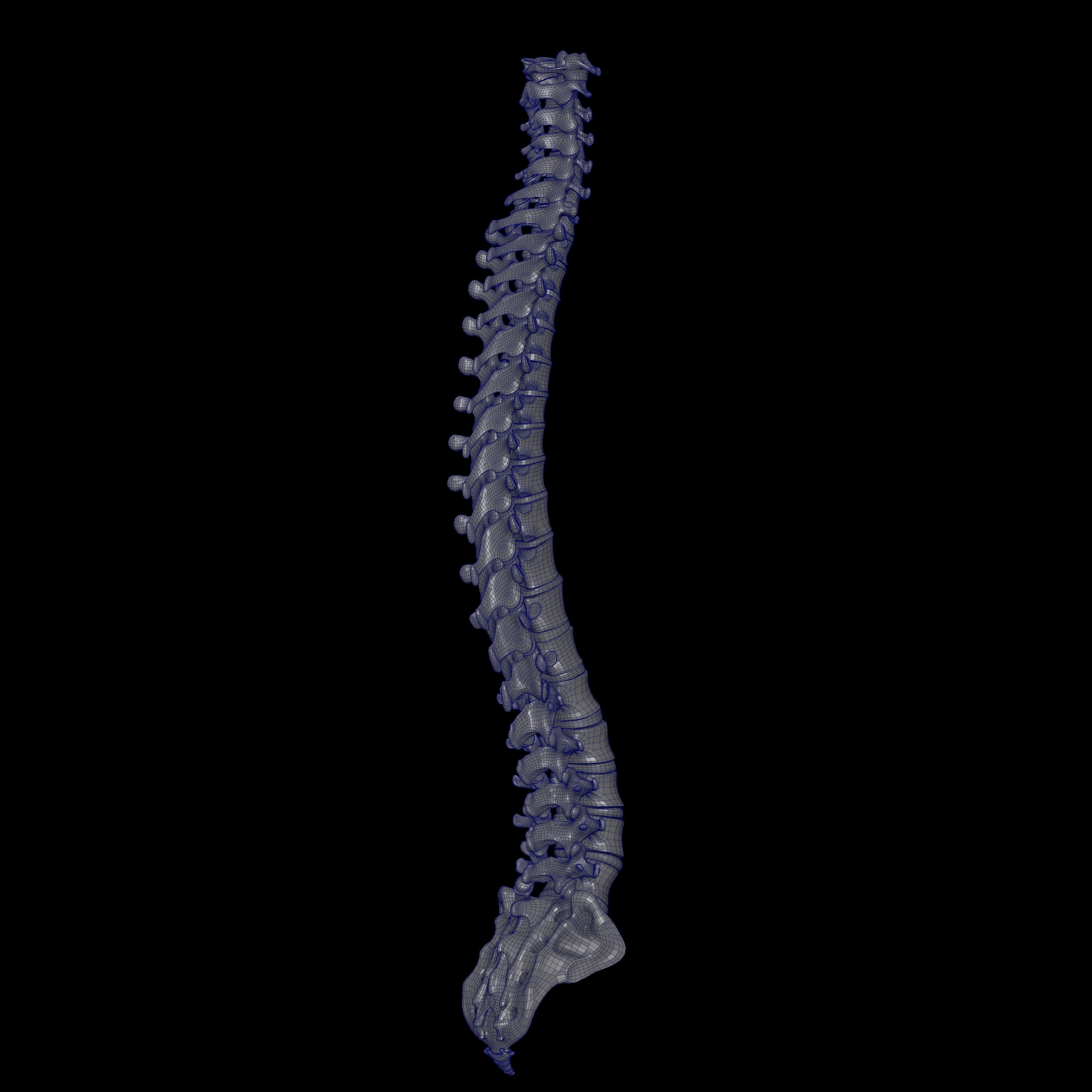 3D model Rigged Skeleton - Skeletal System - Skeleton Rig VR / AR / low ...