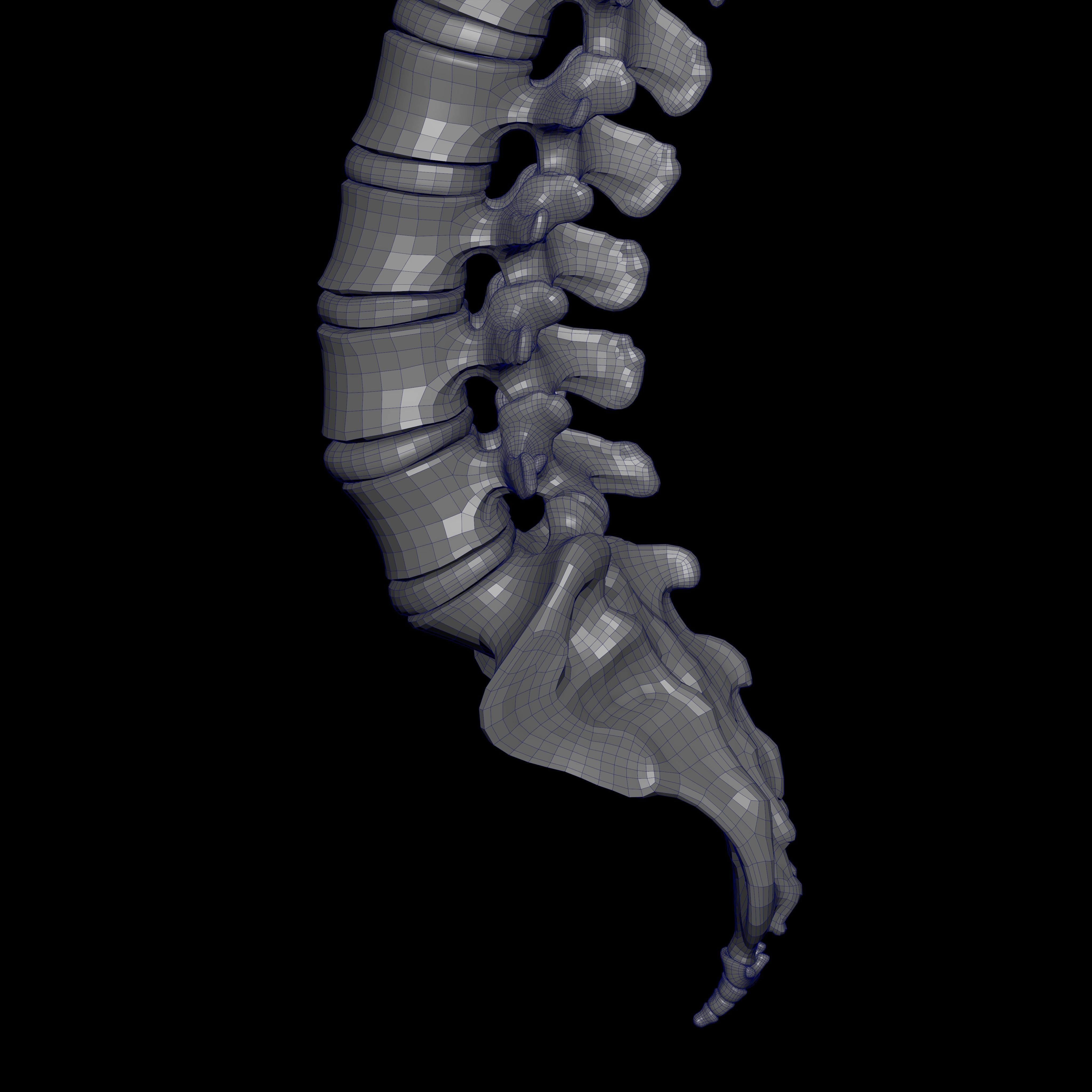 3D model Rigged Skeleton - Skeletal System - Skeleton Rig VR / AR / low ...