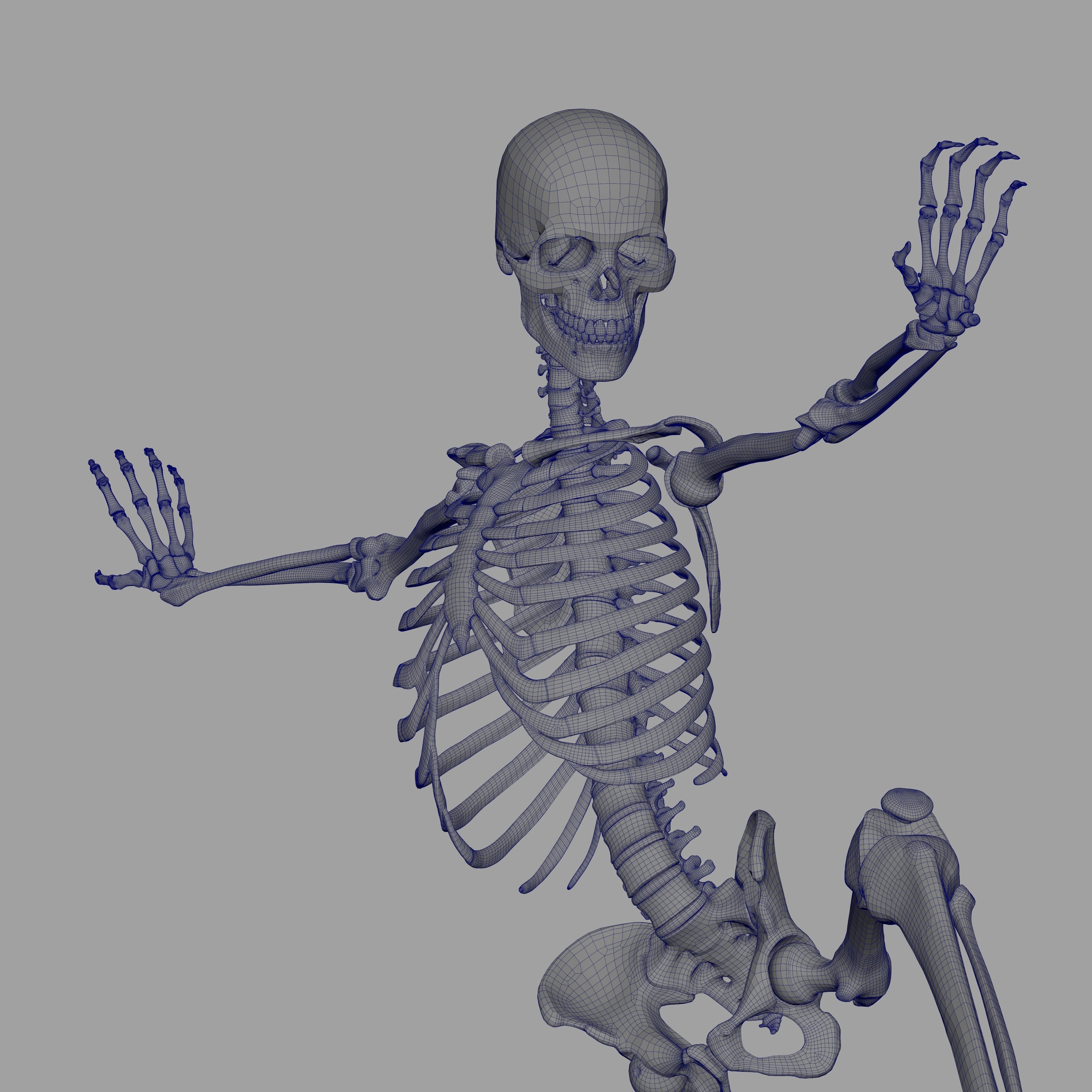 Rigged Skeleton - Skeletal System - Skeleton Rig 3D model rigged | CGTrader