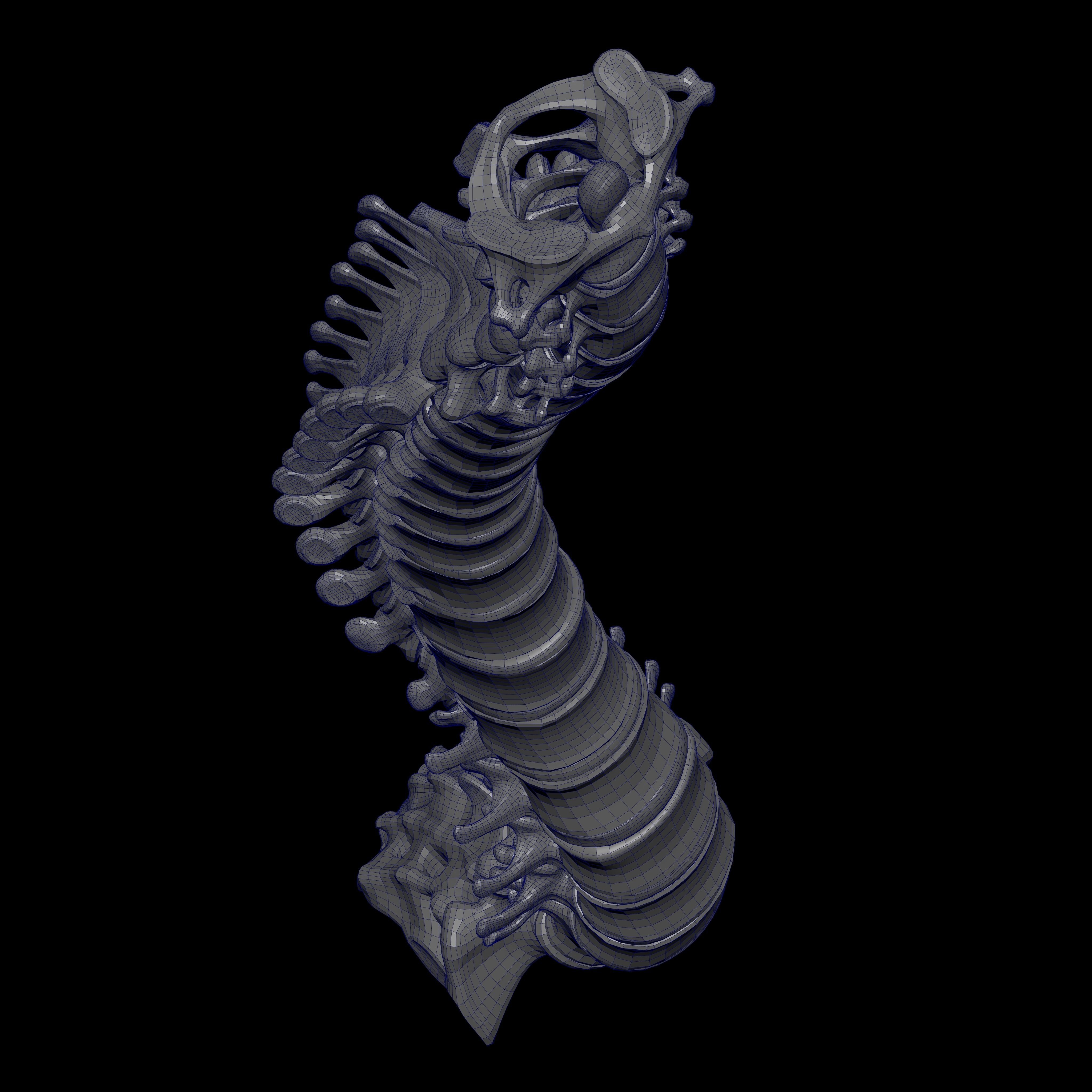 3D model Rigged Skeleton - Skeletal System - Skeleton Rig VR / AR / low ...