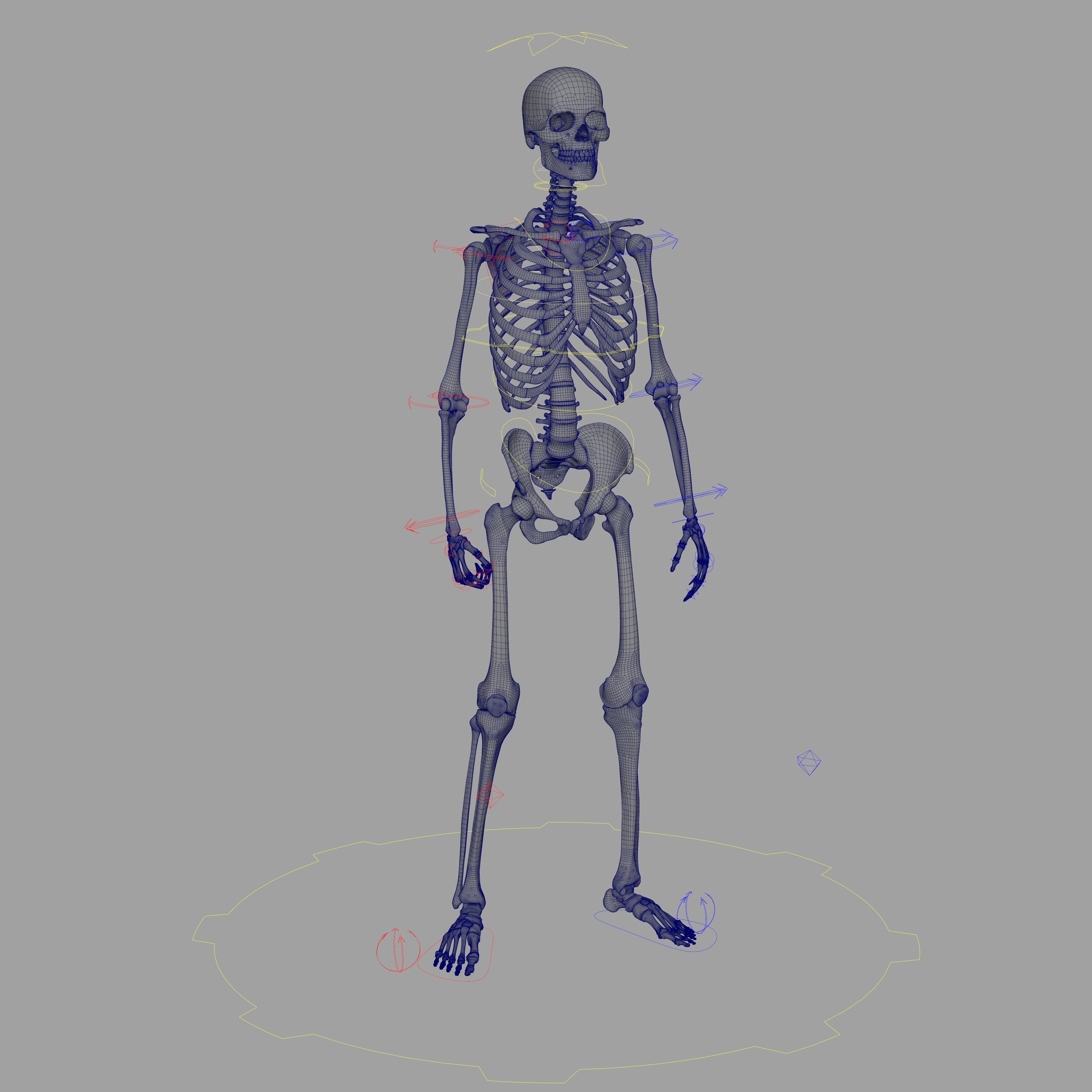 3D model Rigged Skeleton - Skeletal System - Skeleton Rig VR / AR / low ...