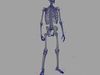 3D model Rigged Skeleton - Skeletal System - Skeleton Rig VR / AR / low ...