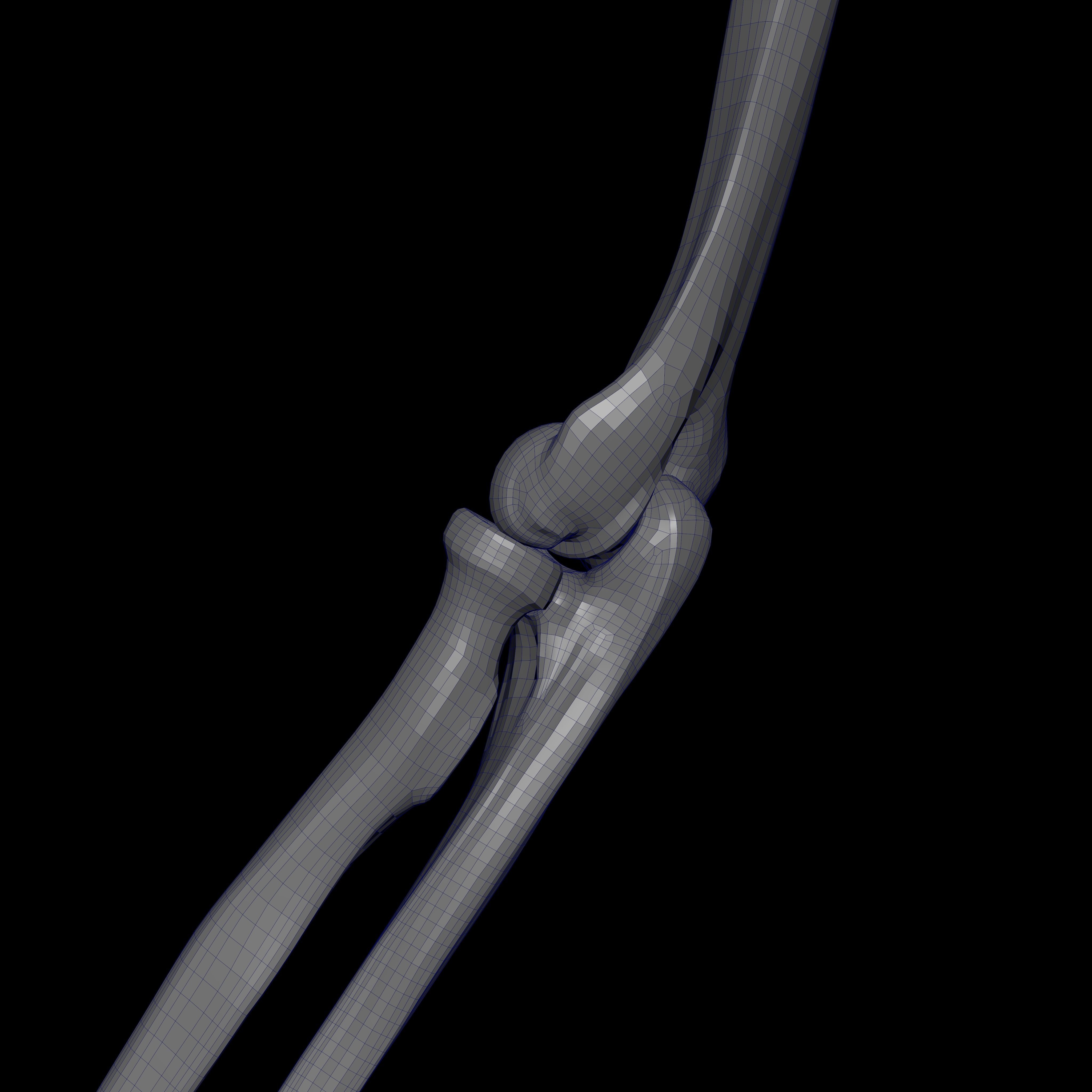 3D model Rigged Skeleton - Skeletal System - Skeleton Rig VR / AR / low ...