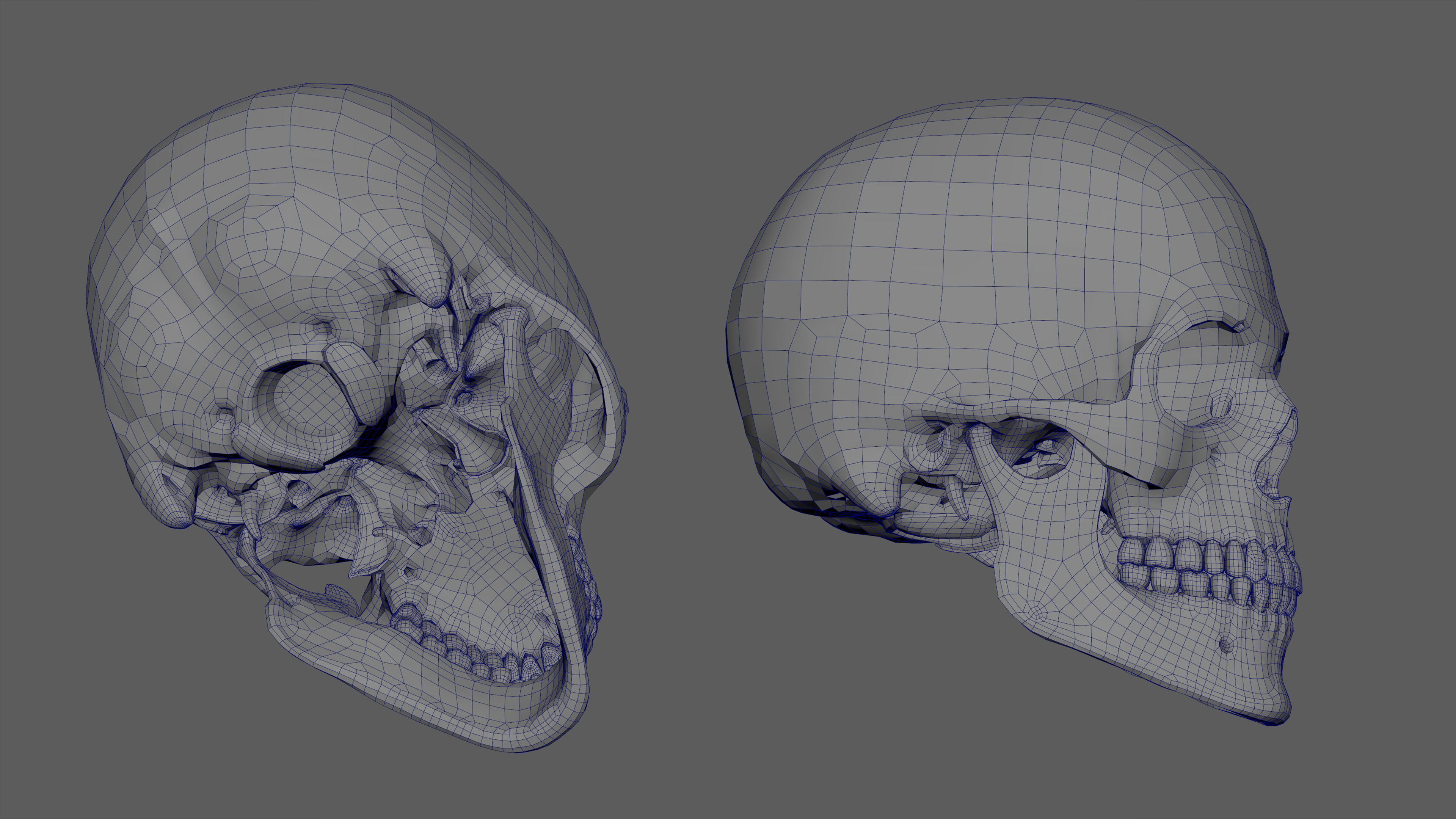3D model Rigged Skeleton - Skeletal System - Skeleton Rig VR / AR / low ...