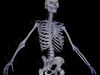 3D model Rigged Skeleton - Skeletal System - Skeleton Rig VR / AR / low ...