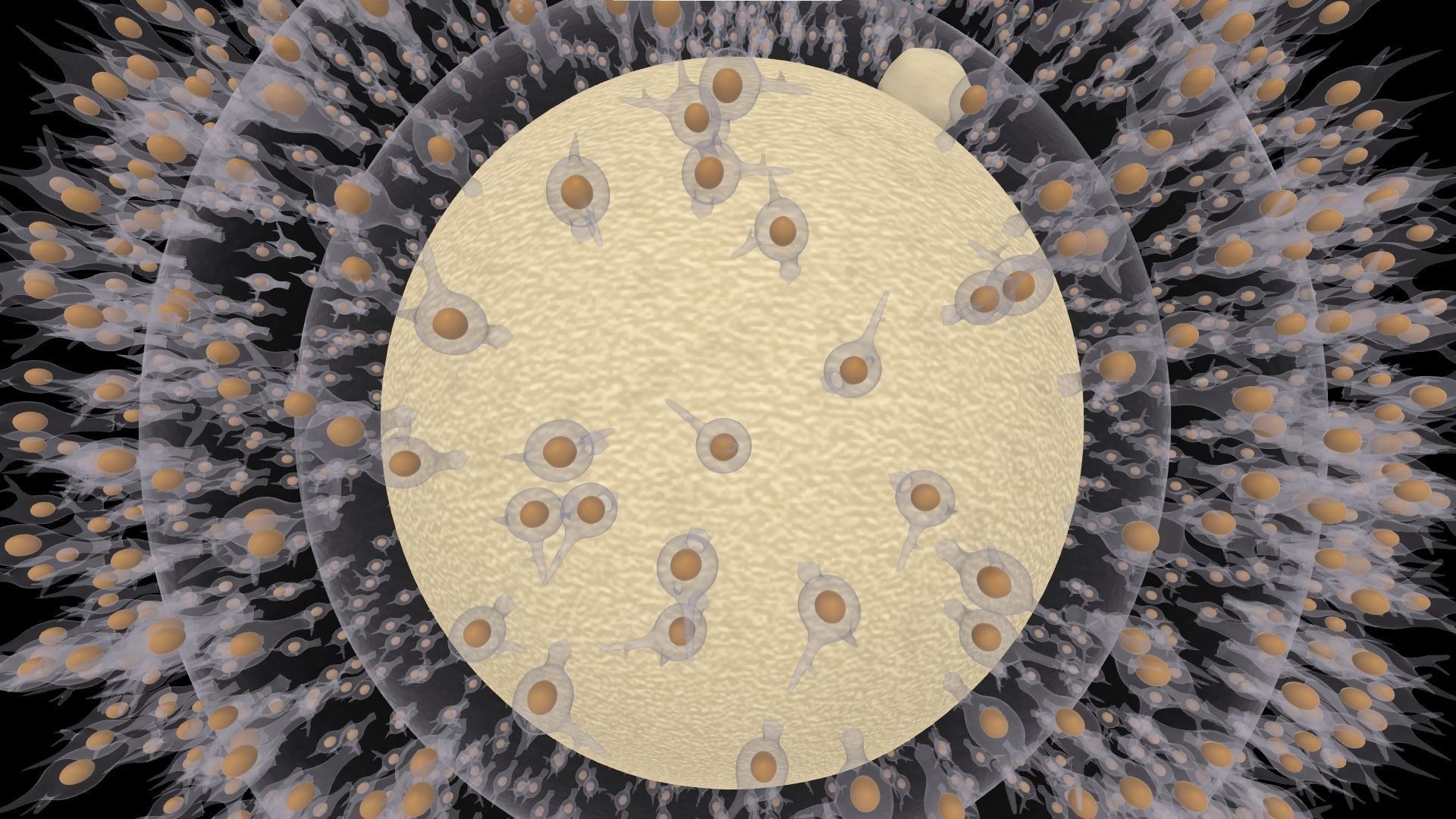 Human Egg Cell 3D model | CGTrader