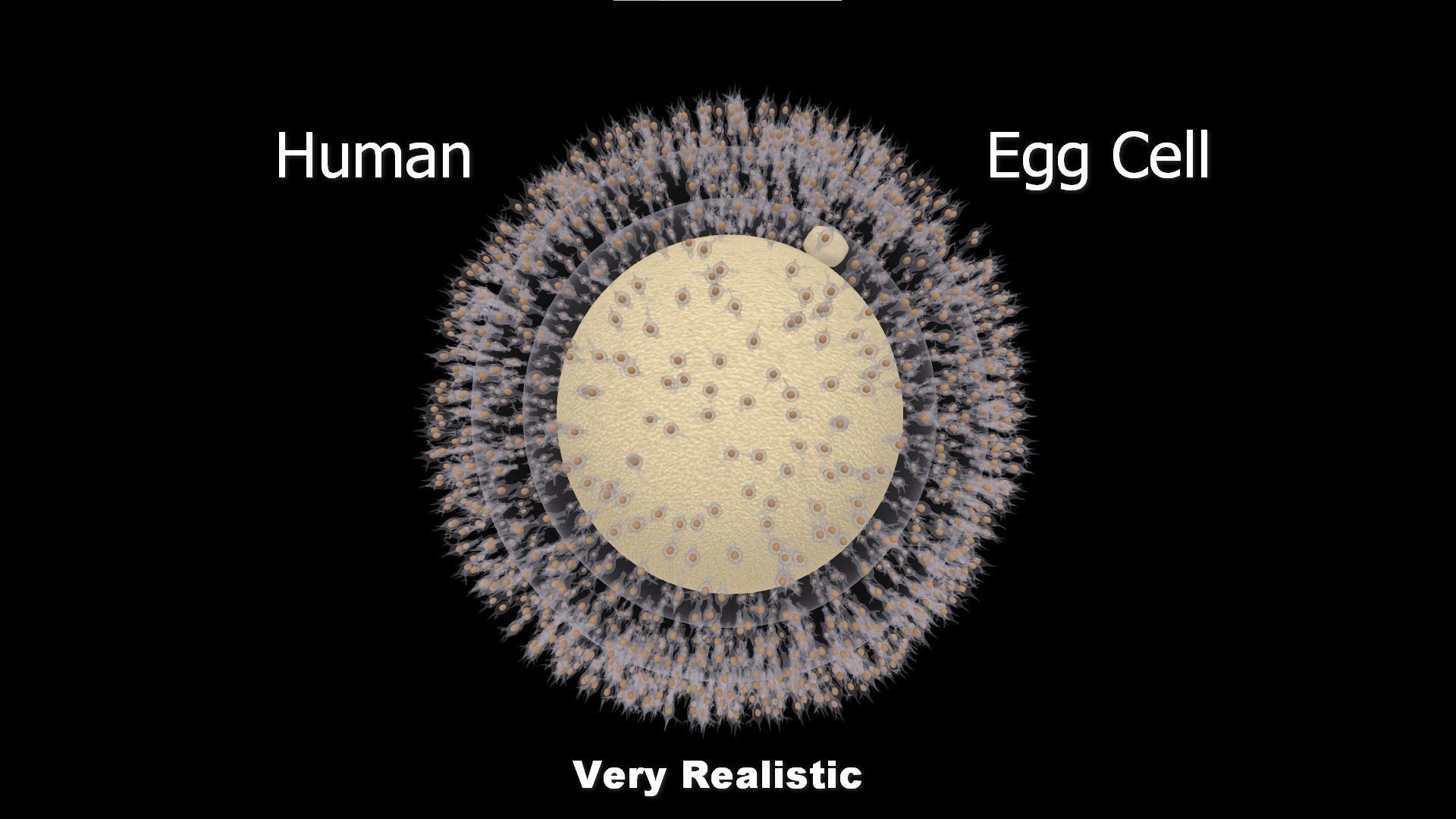 Human Egg Cell 3D model | CGTrader