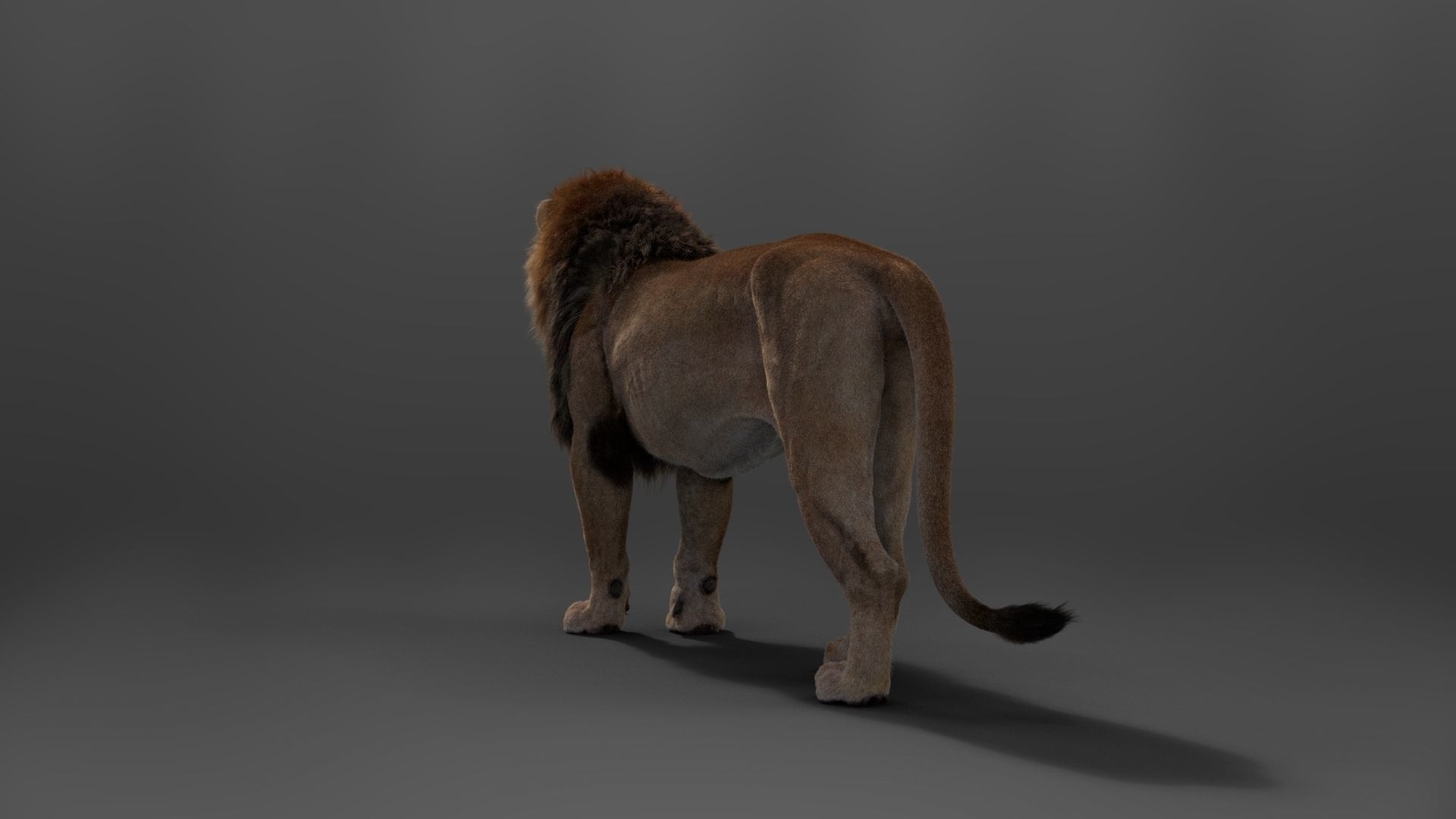 Male Lion Animated VFX Grace 3D model animated rigged | CGTrader
