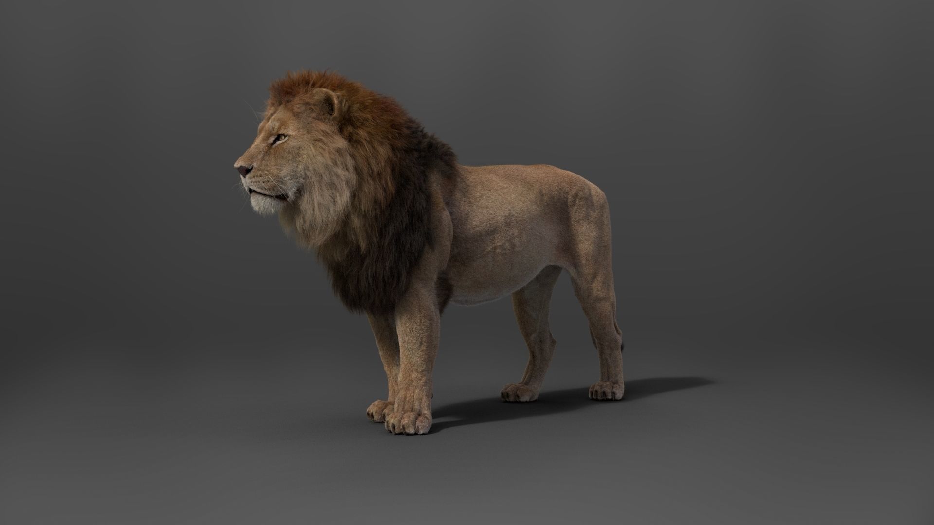 Male Lion Animated VFX Grace 3D model animated rigged | CGTrader