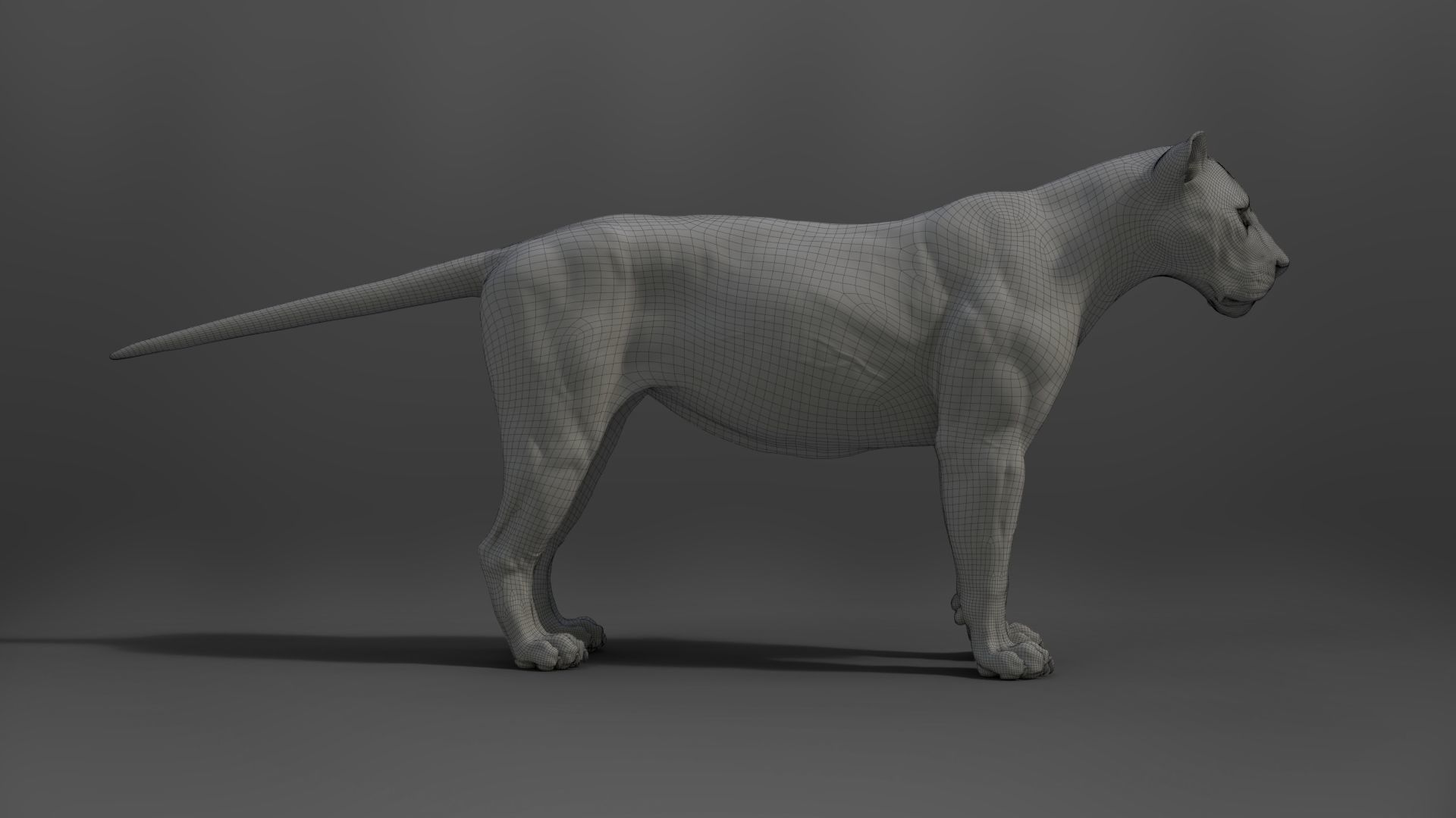 Male Lion Animated VFX Grace 3D model animated rigged | CGTrader