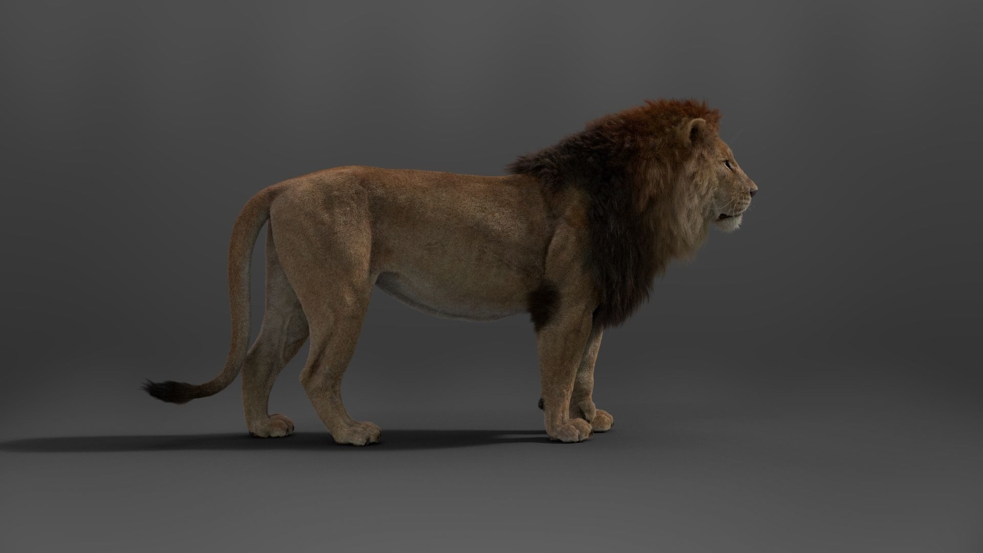 Male Lion Animated VFX Grace 3D model animated rigged | CGTrader