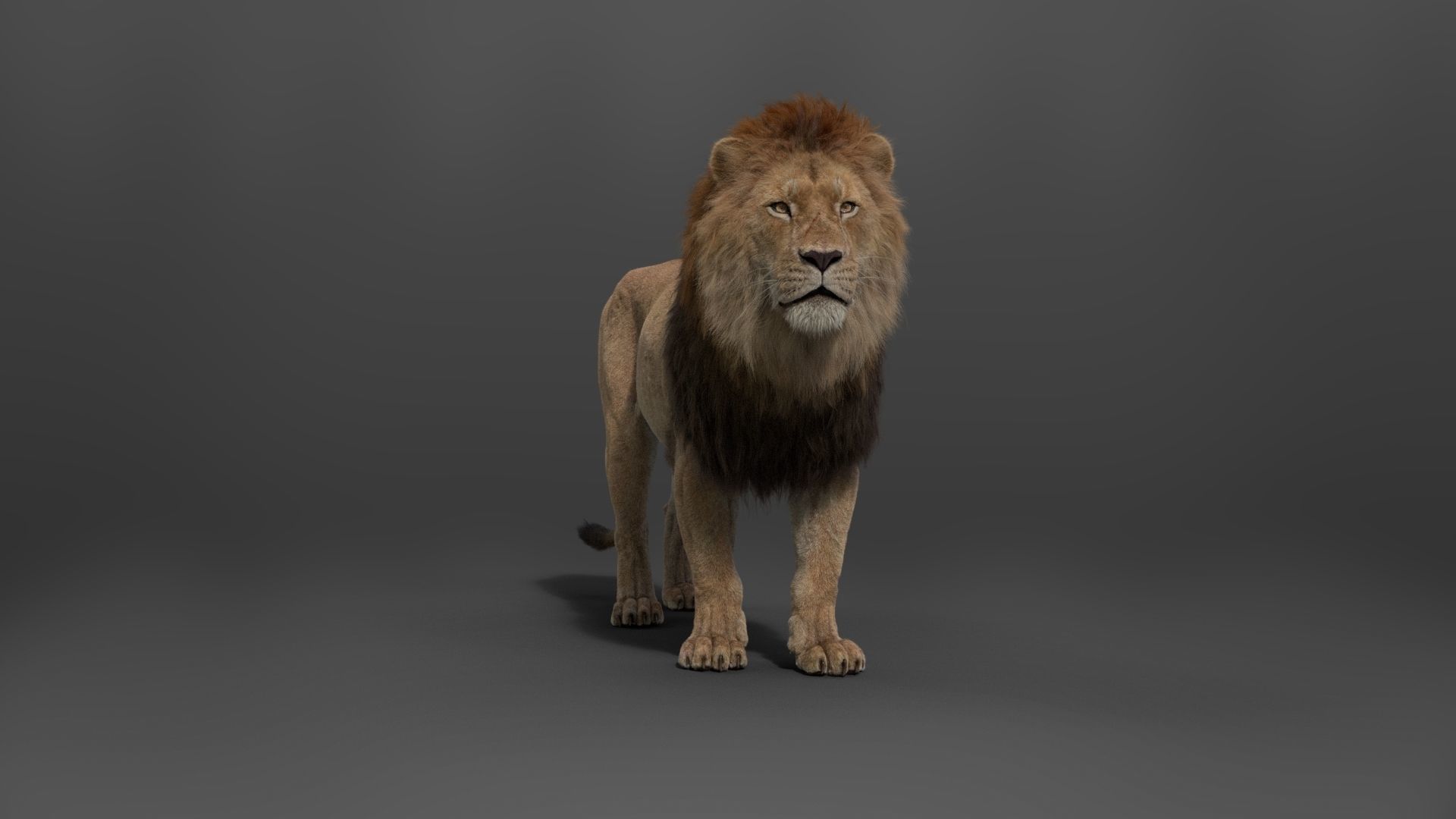 Male Lion Animated VFX Grace 3D model animated rigged | CGTrader
